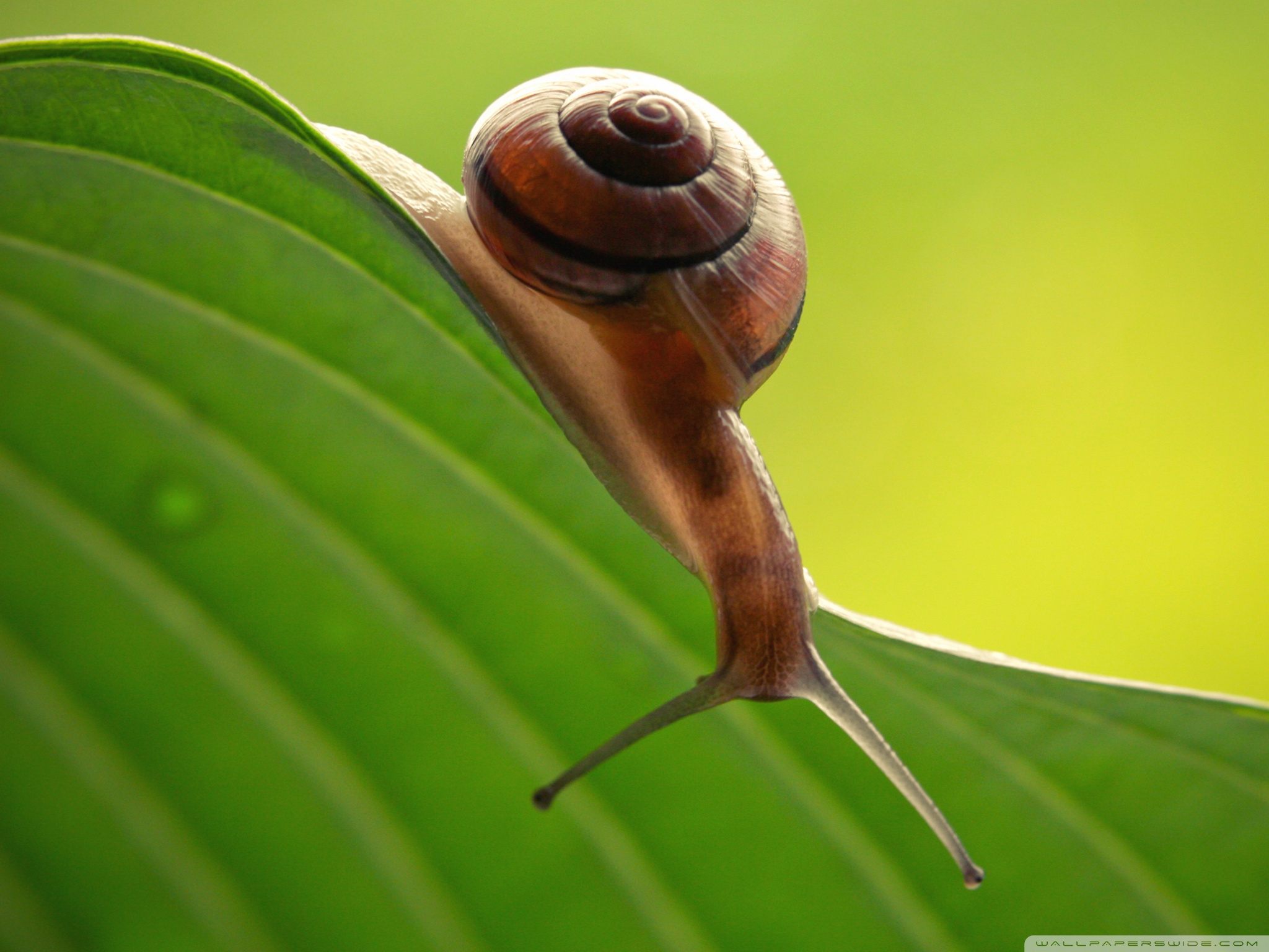 Graceful Snail in HD: Nature's Slow-Motion Wonder Wallpaper