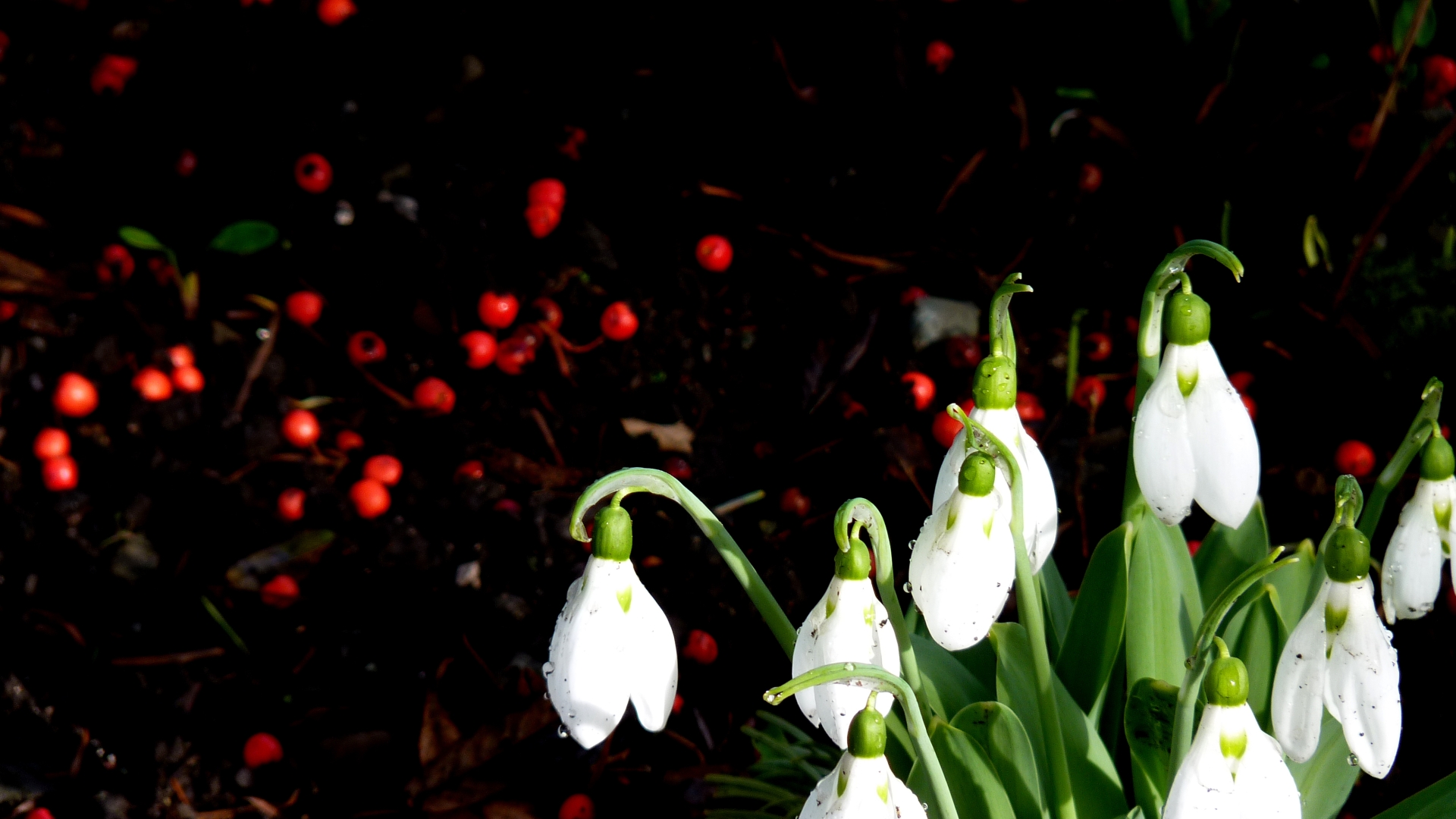Download Nature Snowdrop HD Wallpaper