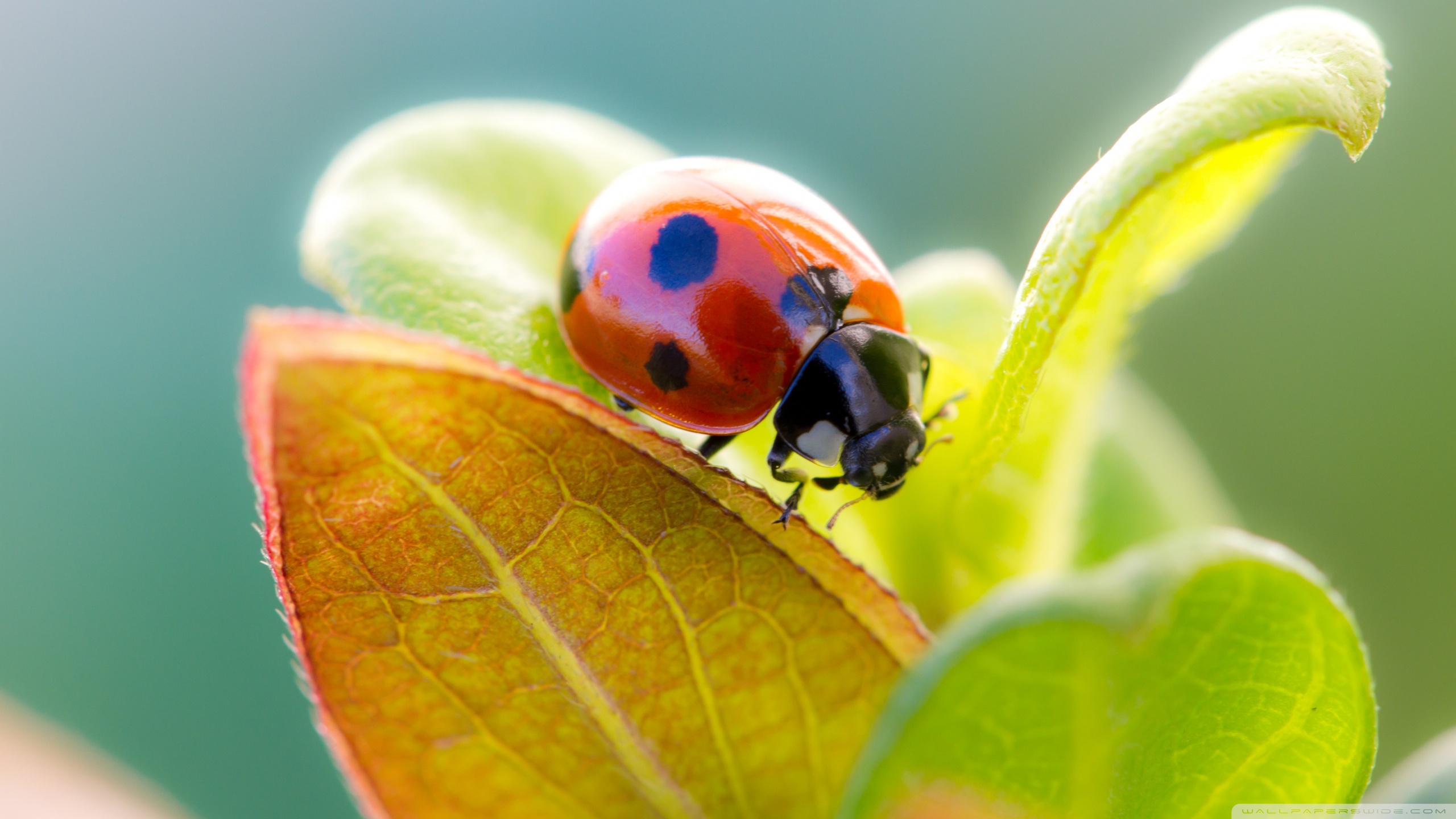 Download Animal Ladybug HD Wallpaper