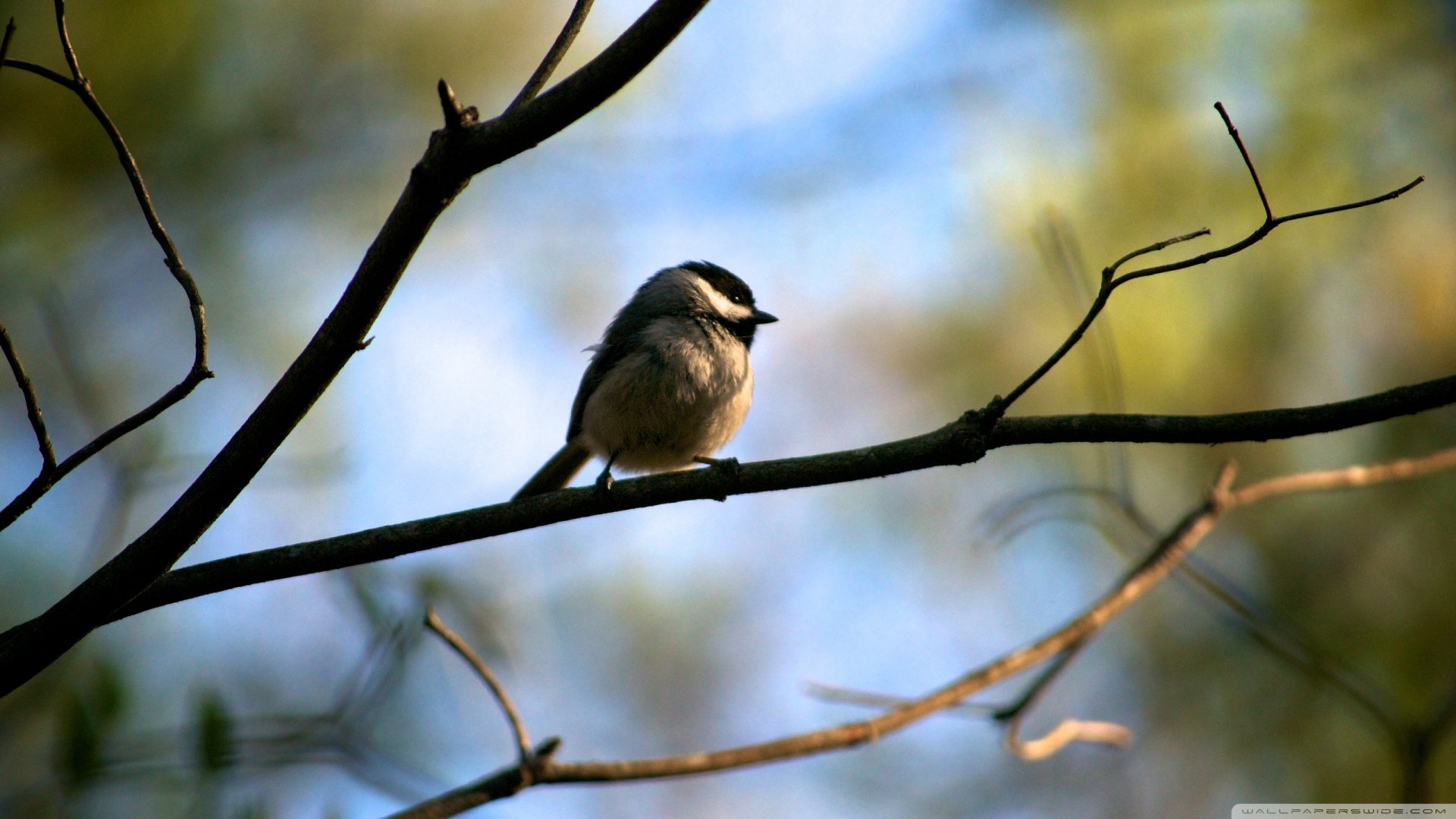 Download Animal Bird HD Wallpaper | 2560x1440 | Wallpaper Abyss
