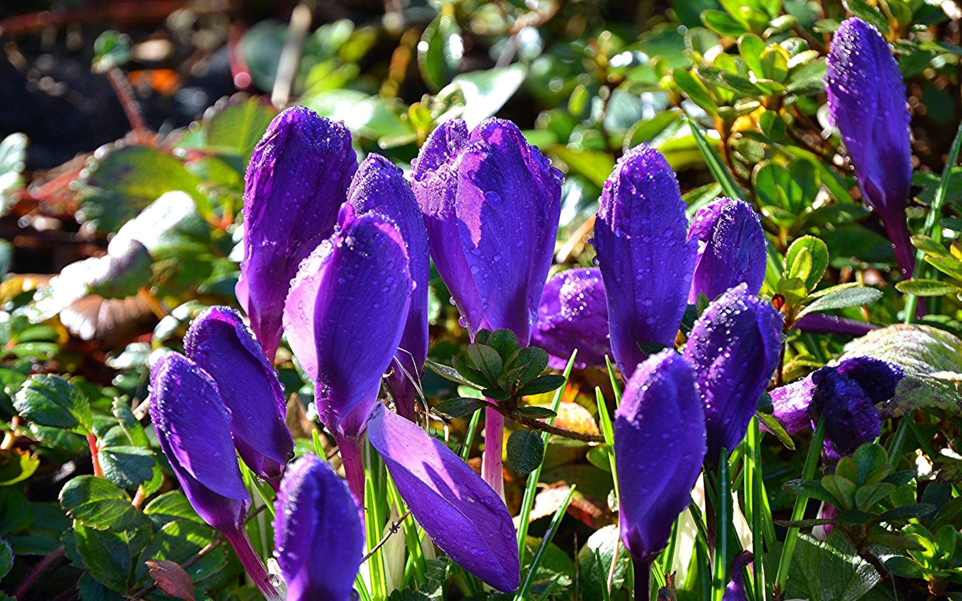 Purple Crocuses Wallpapers Hd Wallpapers Id 12692