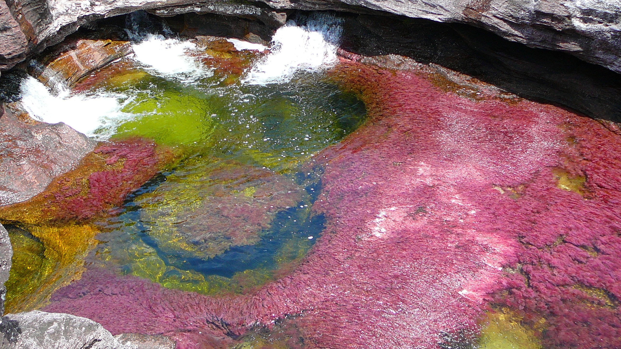 Download Nature Caño Cristales HD Wallpaper