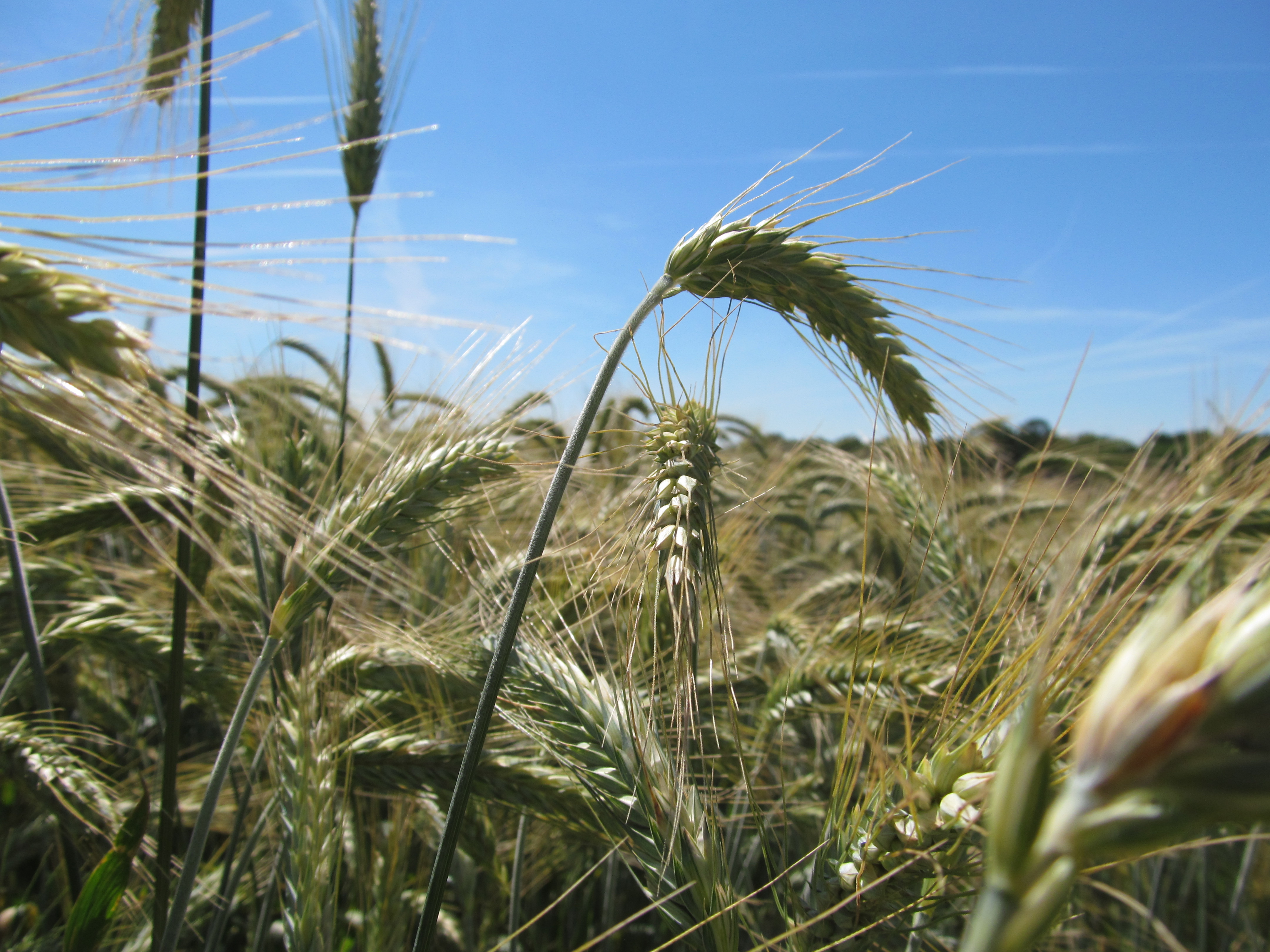 landscape by AlphaSystem