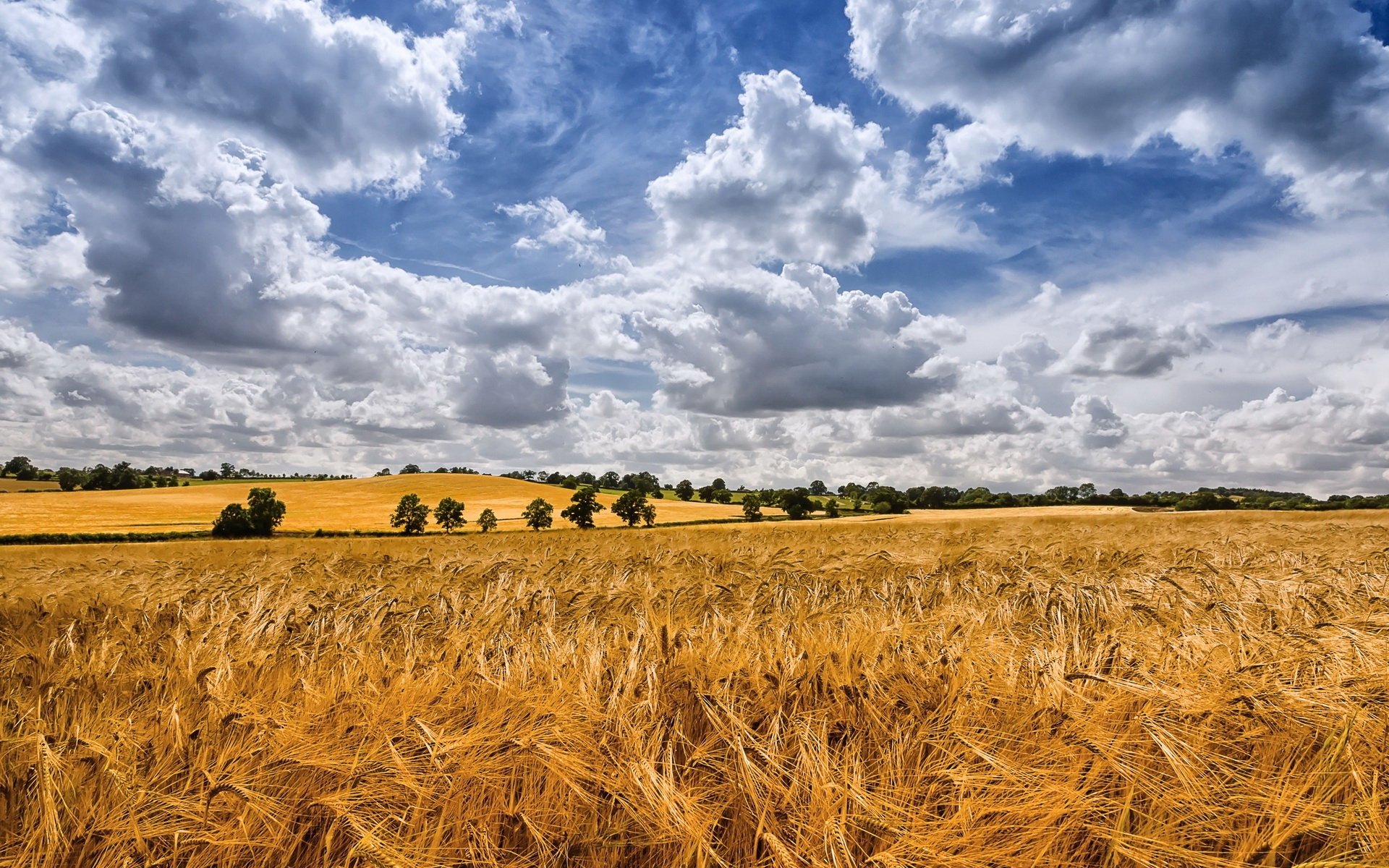 Download Nature Wheat HD Wallpaper | 1920x1200 | Wallpaper Abyss