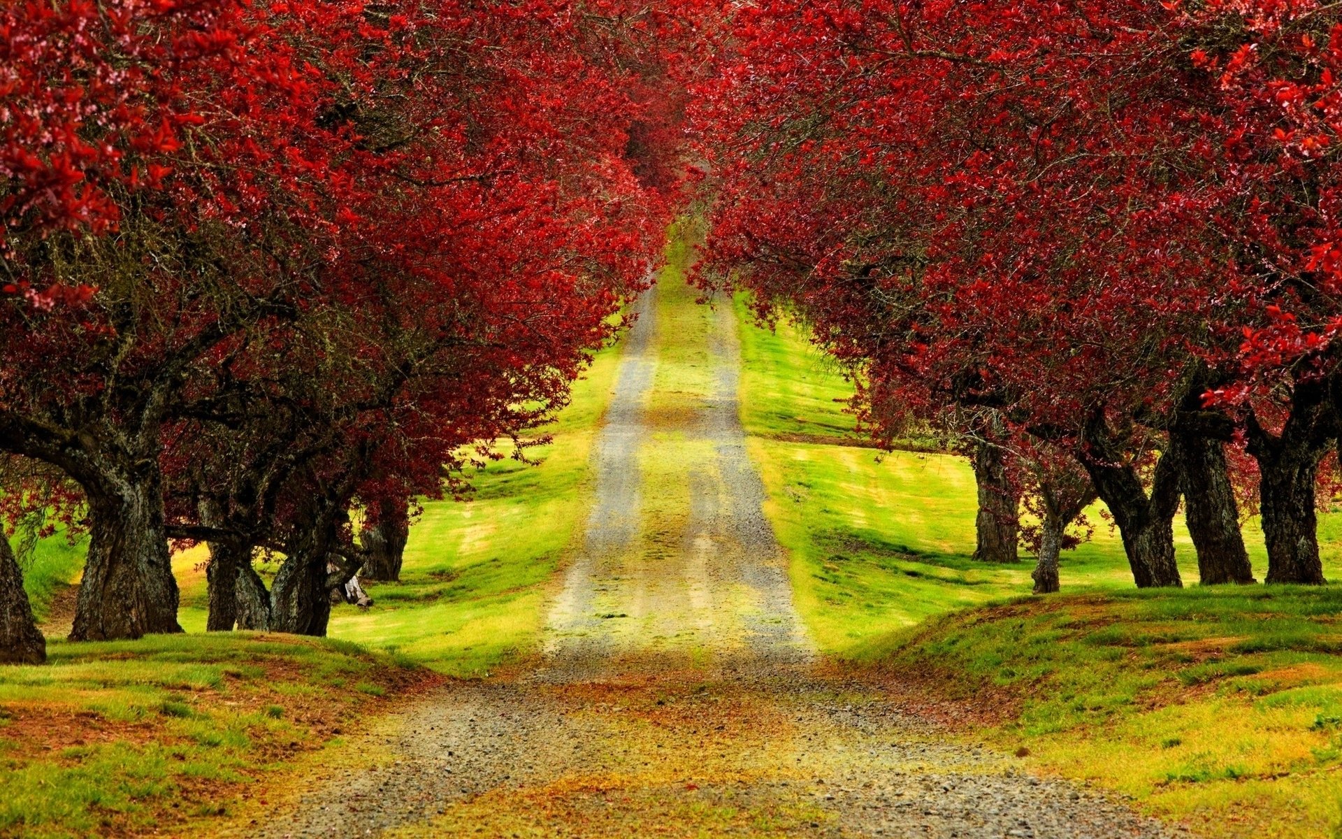 Download Tree Fall Path Nature Man Made Road HD Wallpaper