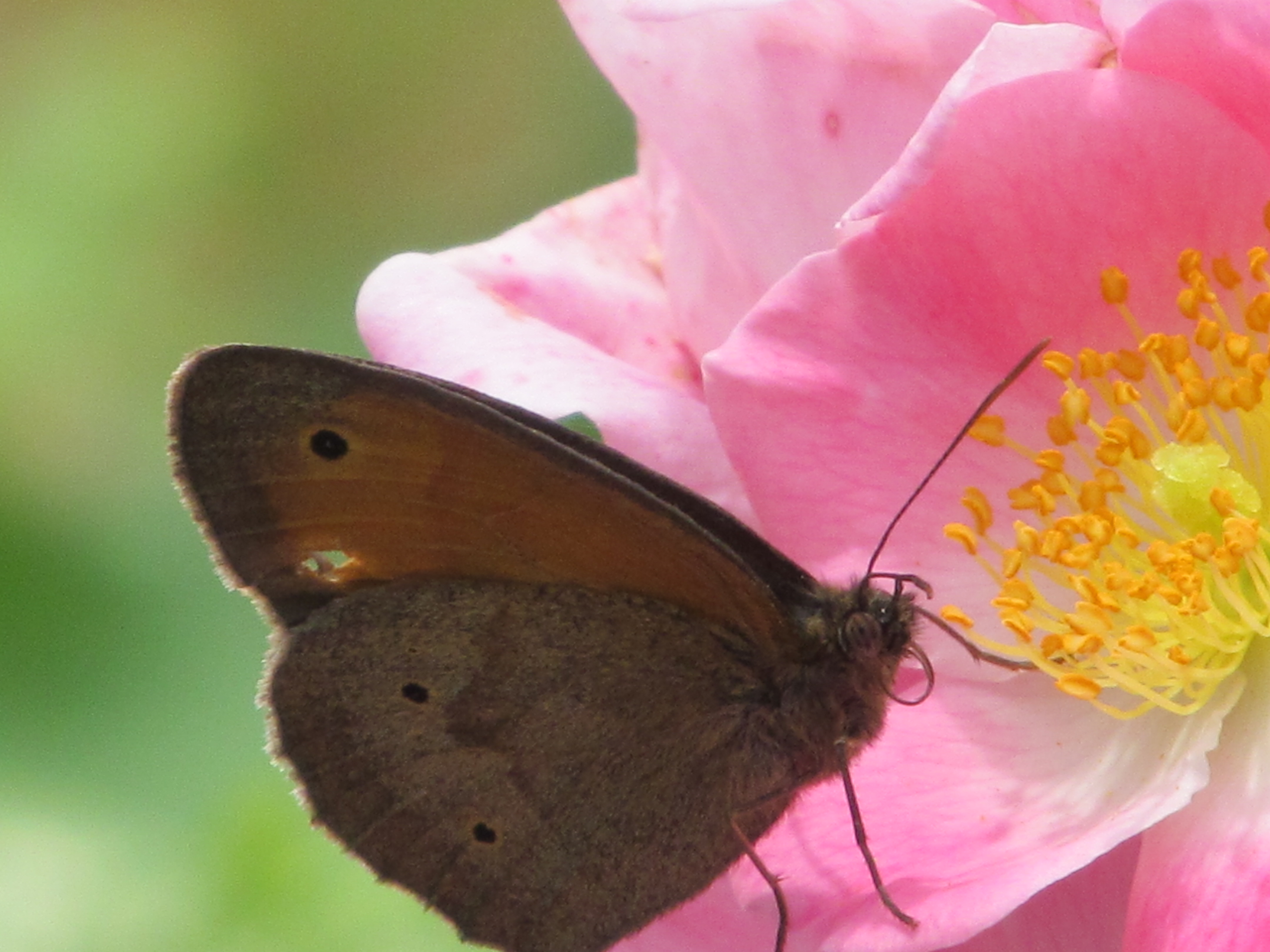 metulj by AlphaSystem