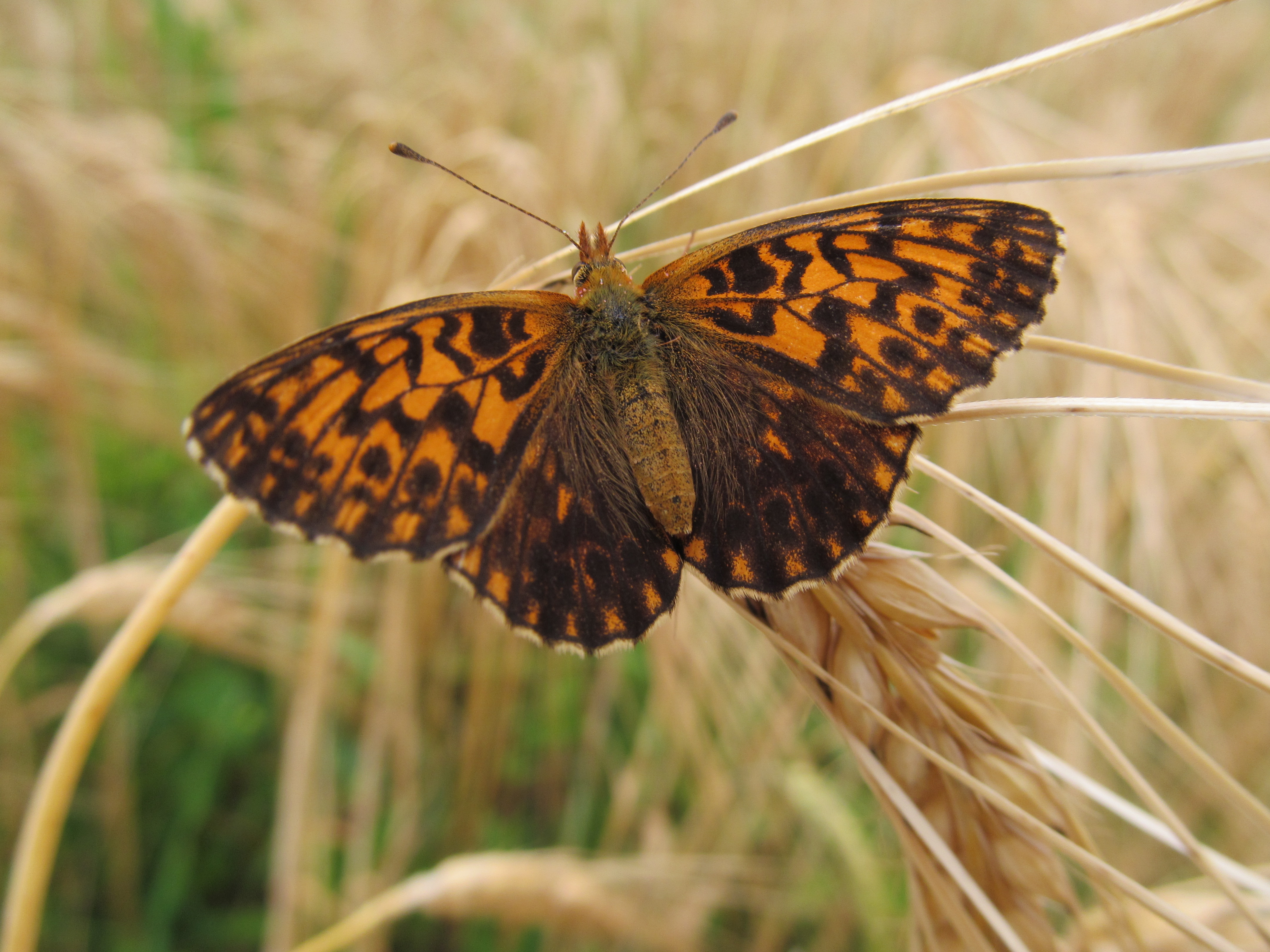 metulj by AlphaSystem