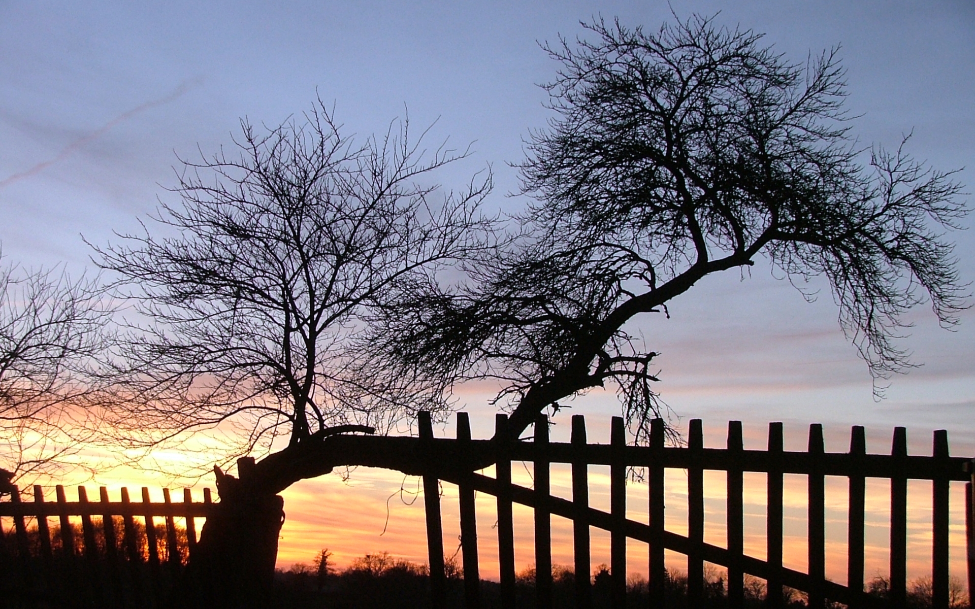 Download Nature Twisted Tree HD Wallpaper