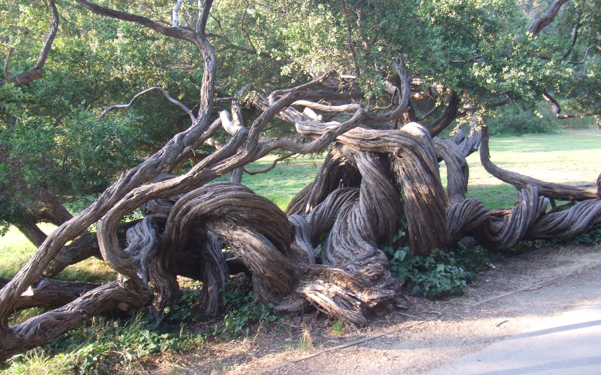 Nature Twisted Tree HD Wallpaper