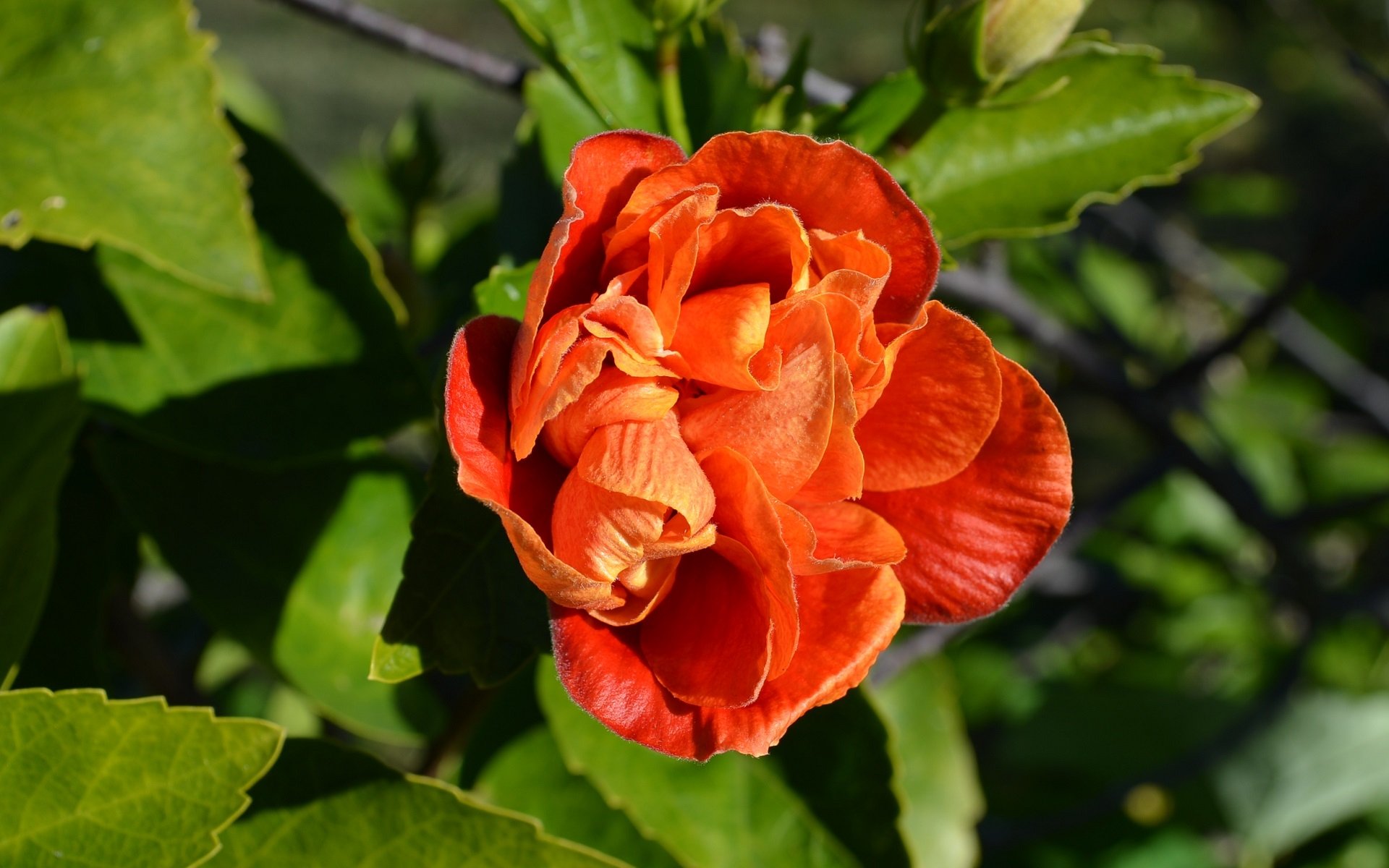 Orange Delight by lonewolf6738