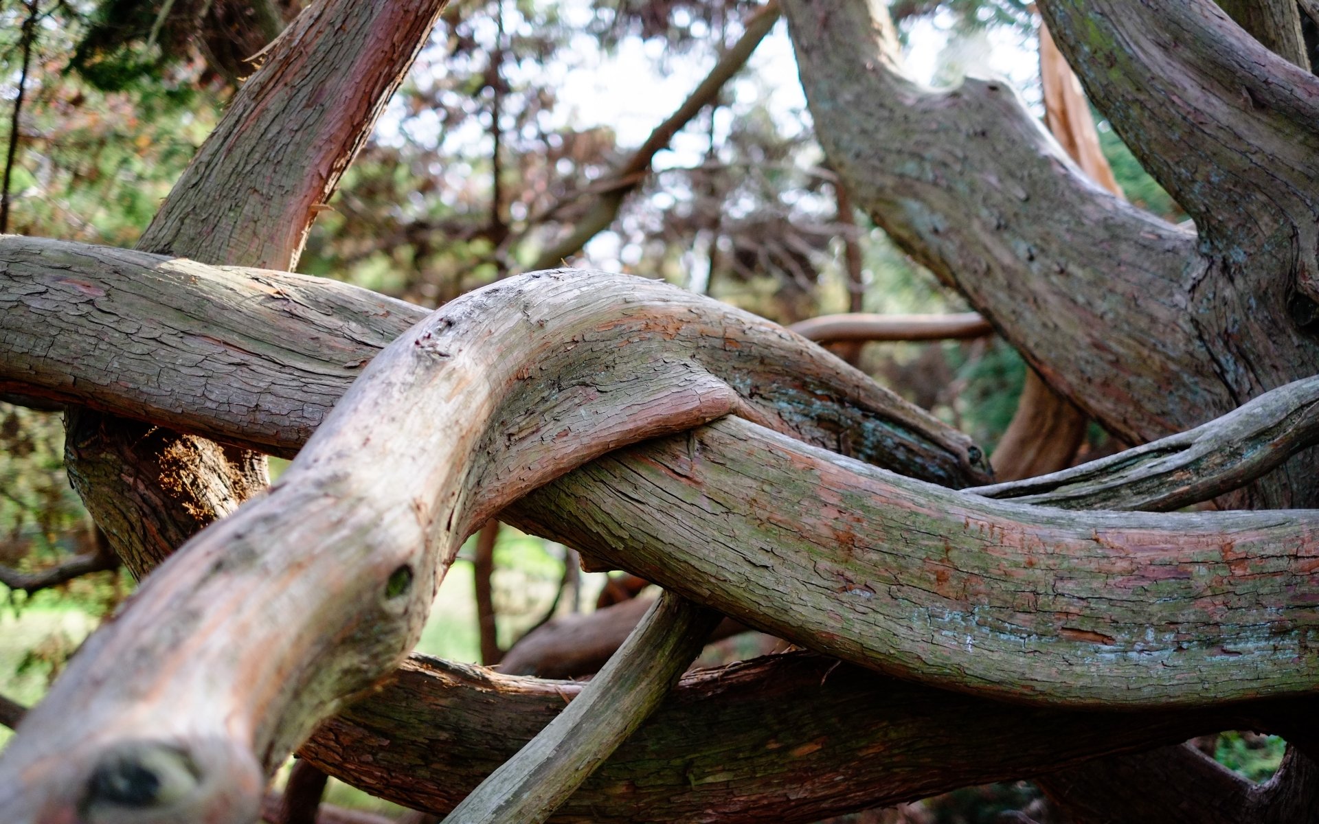 Download Nature Twisted Tree HD Wallpaper