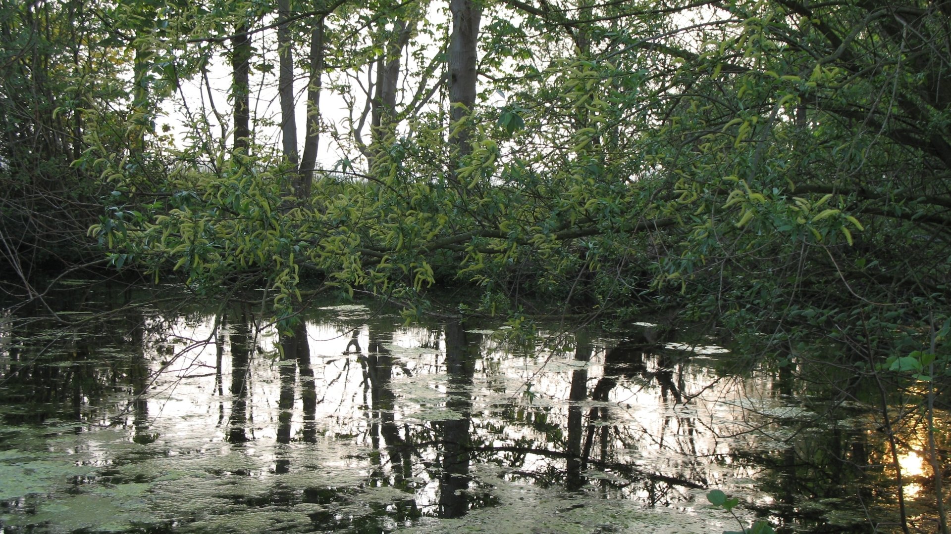 Download Nature Swamp HD Wallpaper