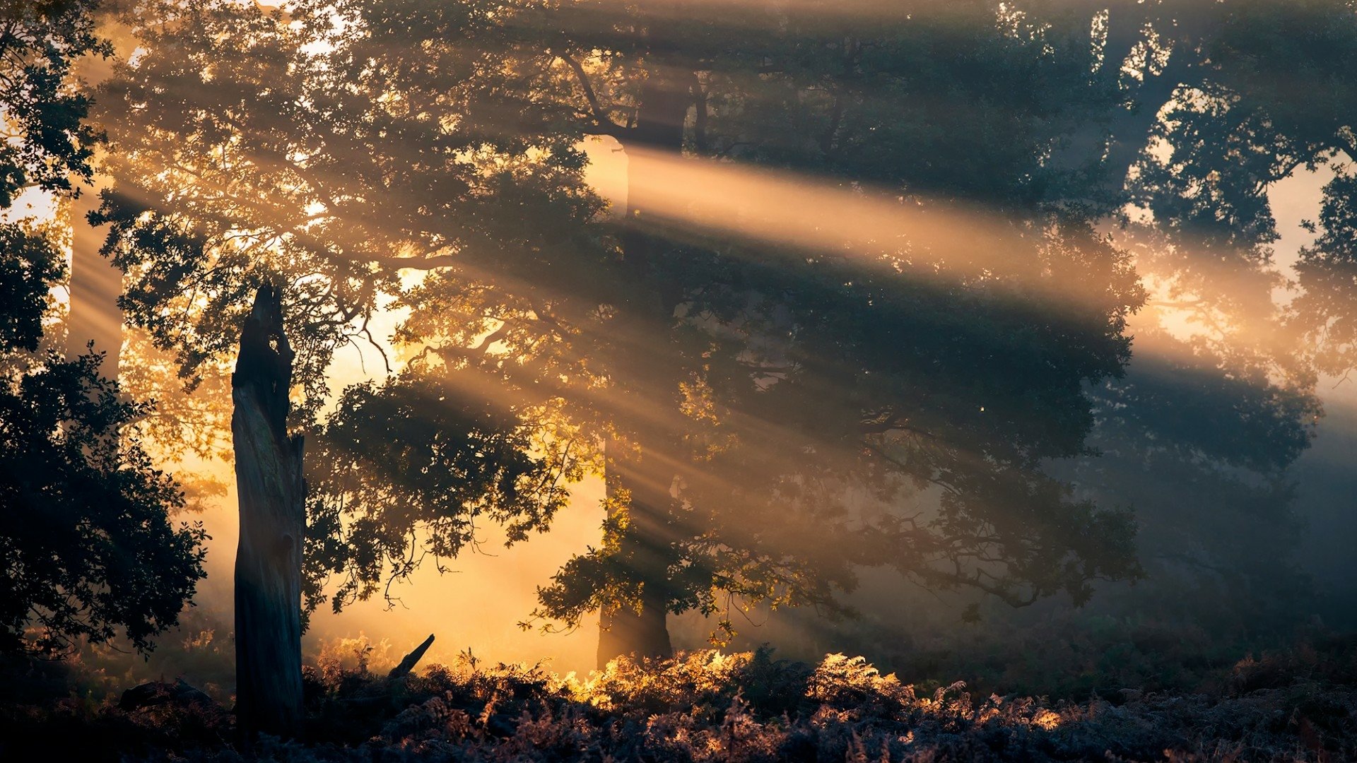 Download Nature Sunbeam HD Wallpaper