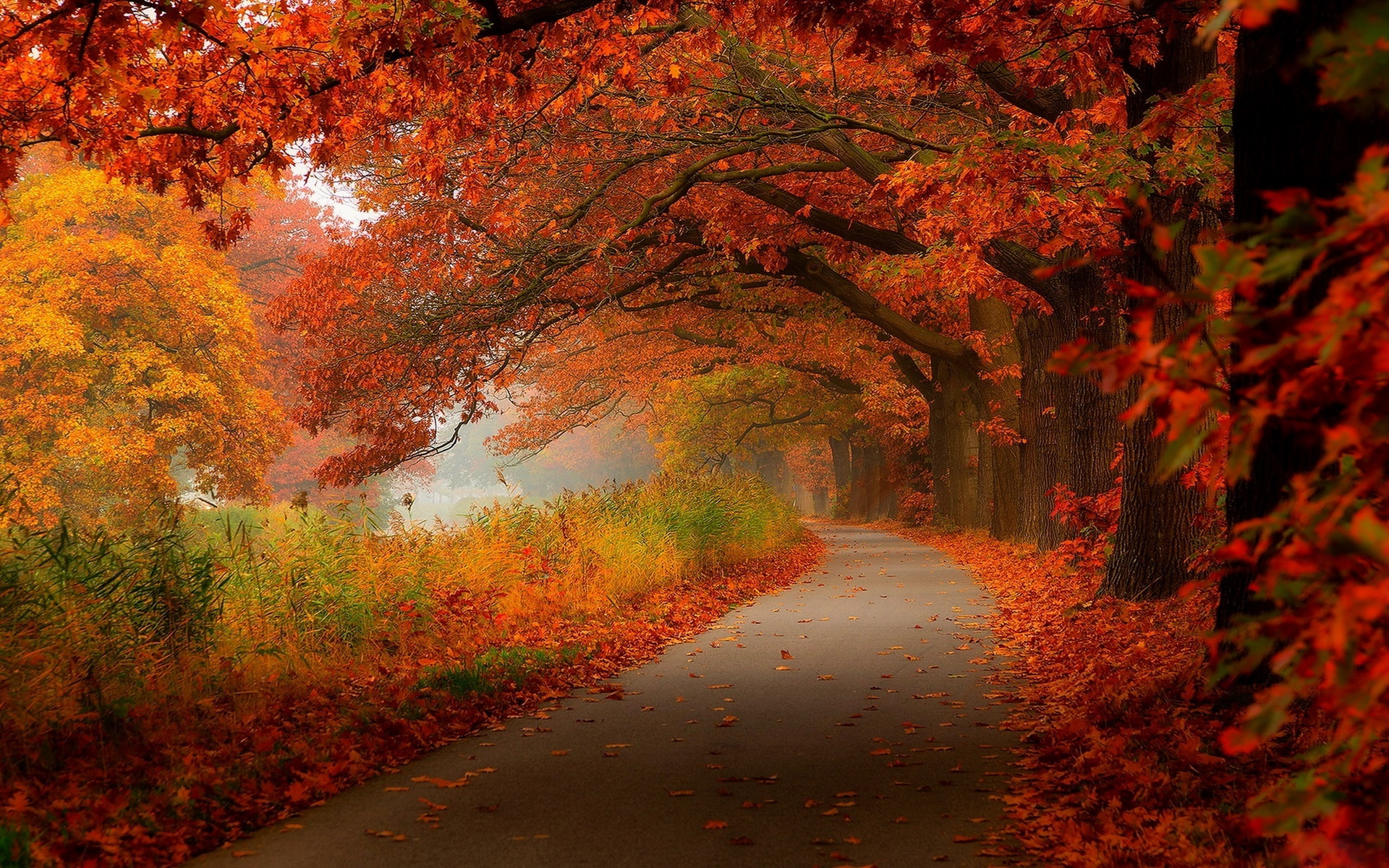 Serene Fall Path: HD Wallpaper of Nature's Beauty