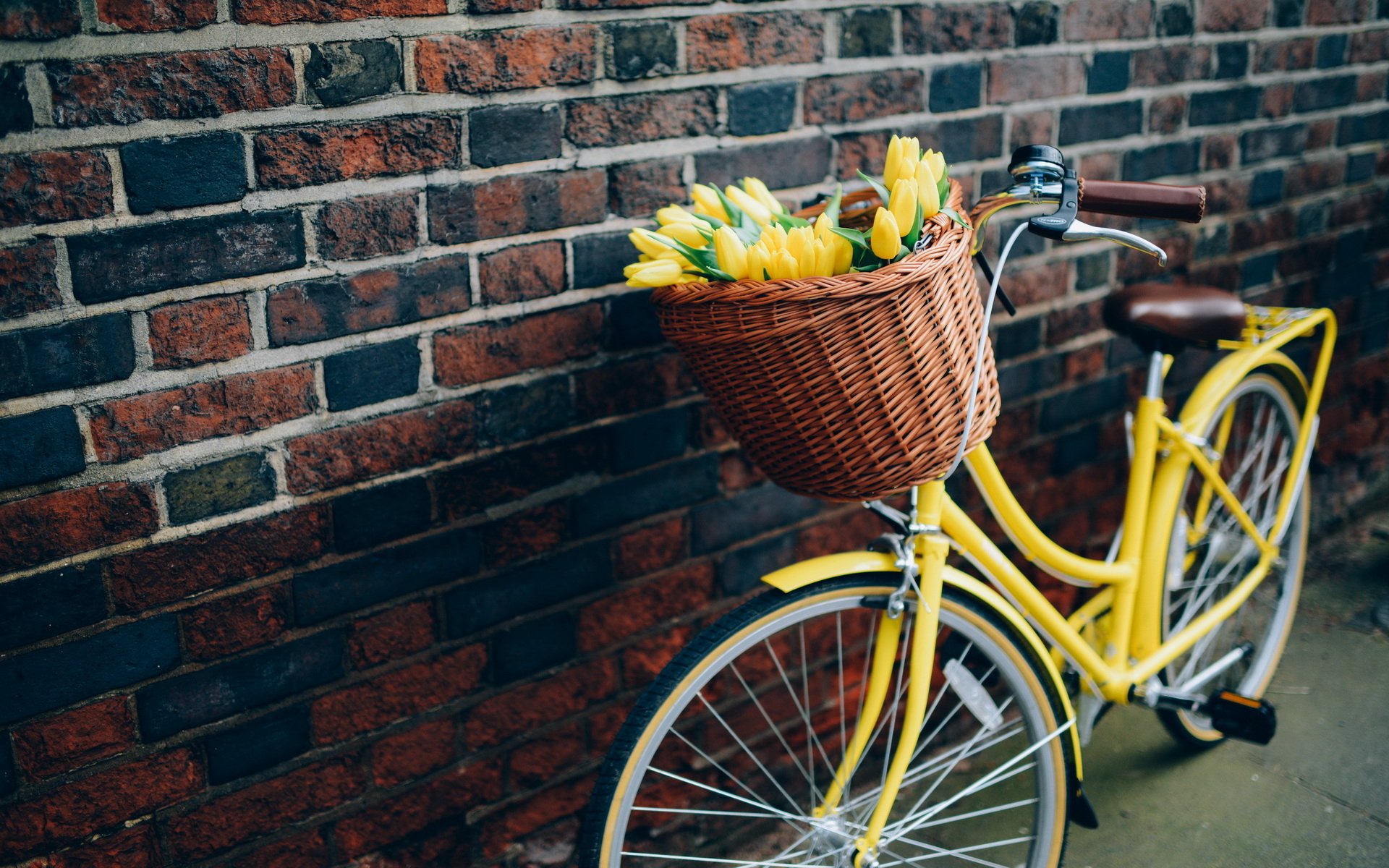 Sunny Yellow Bicycle — HD Vehicle Wallpaper | 1920x1200 | Wallpaper Abyss