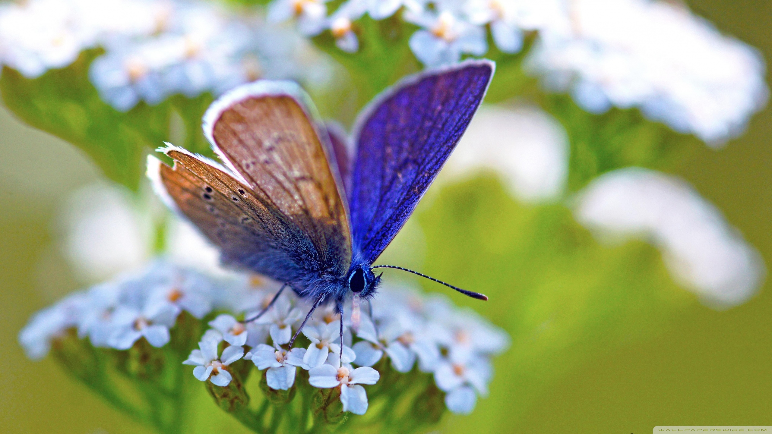Animal Butterfly HD Wallpaper