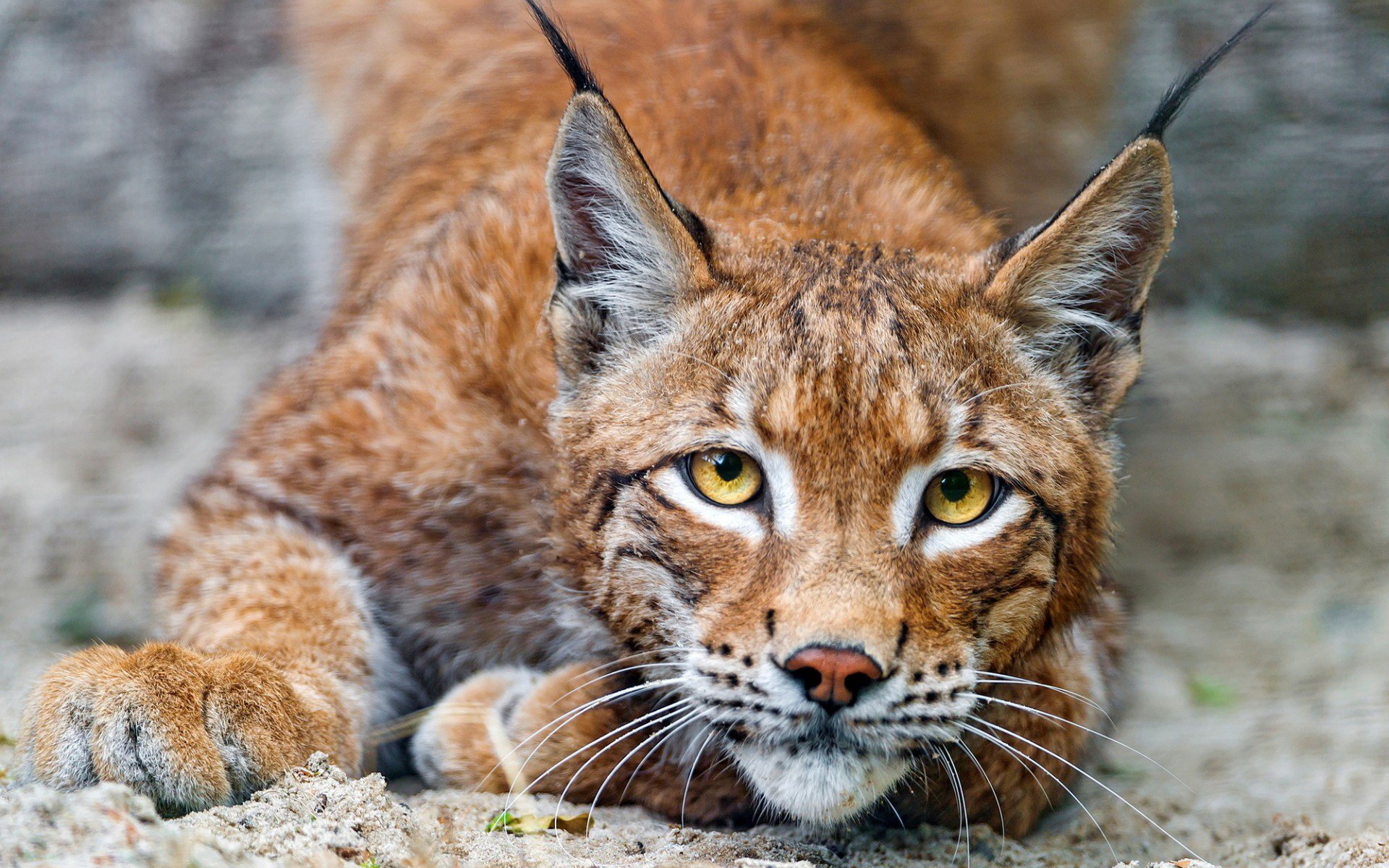 Download Animal Lynx HD Wallpaper