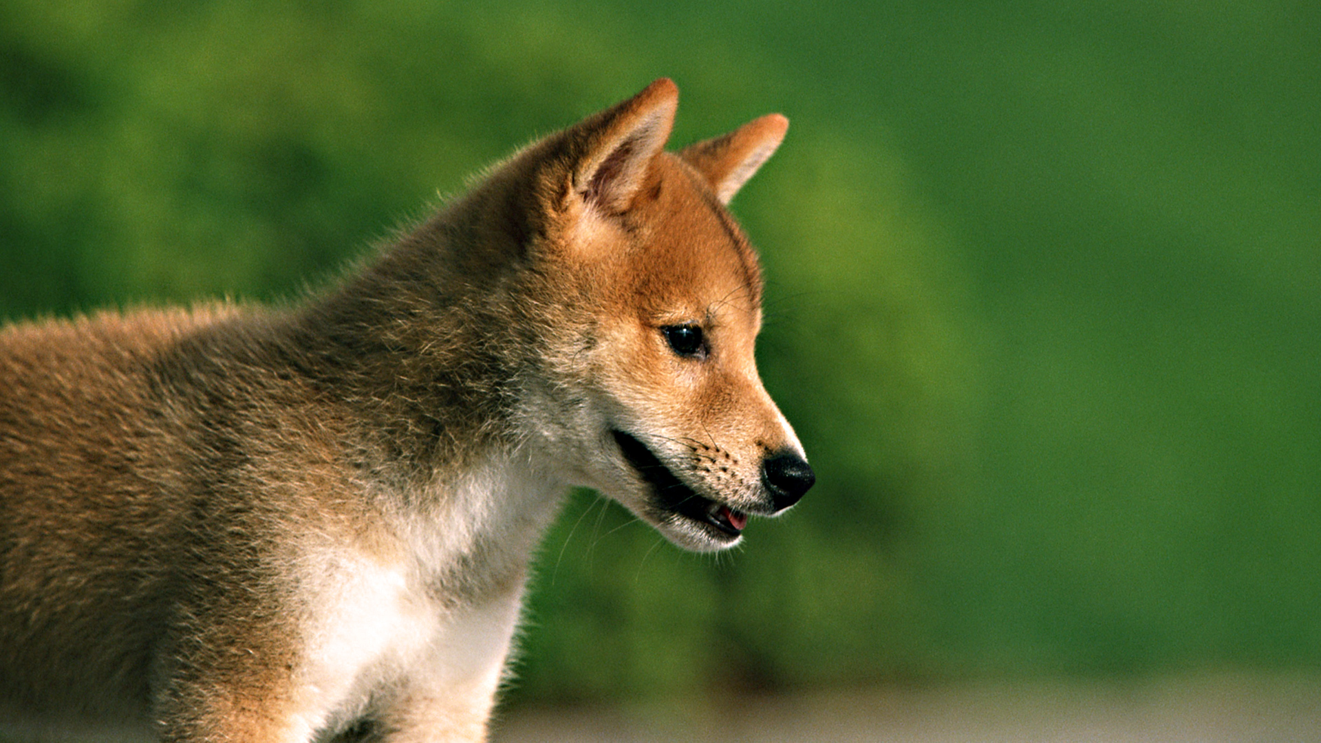 Download Animal Dog HD Wallpaper
