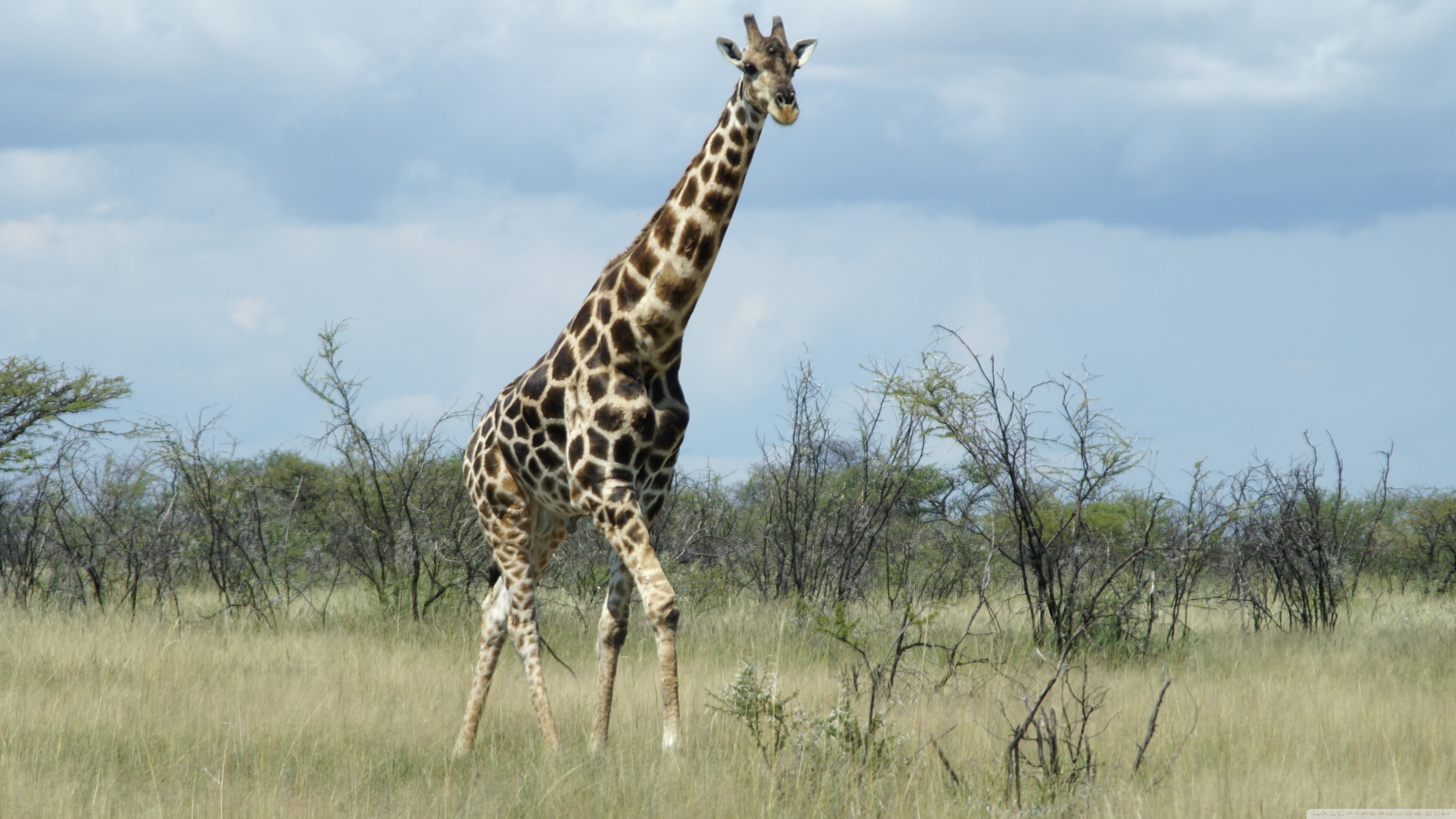 African Giraffe Widescreen