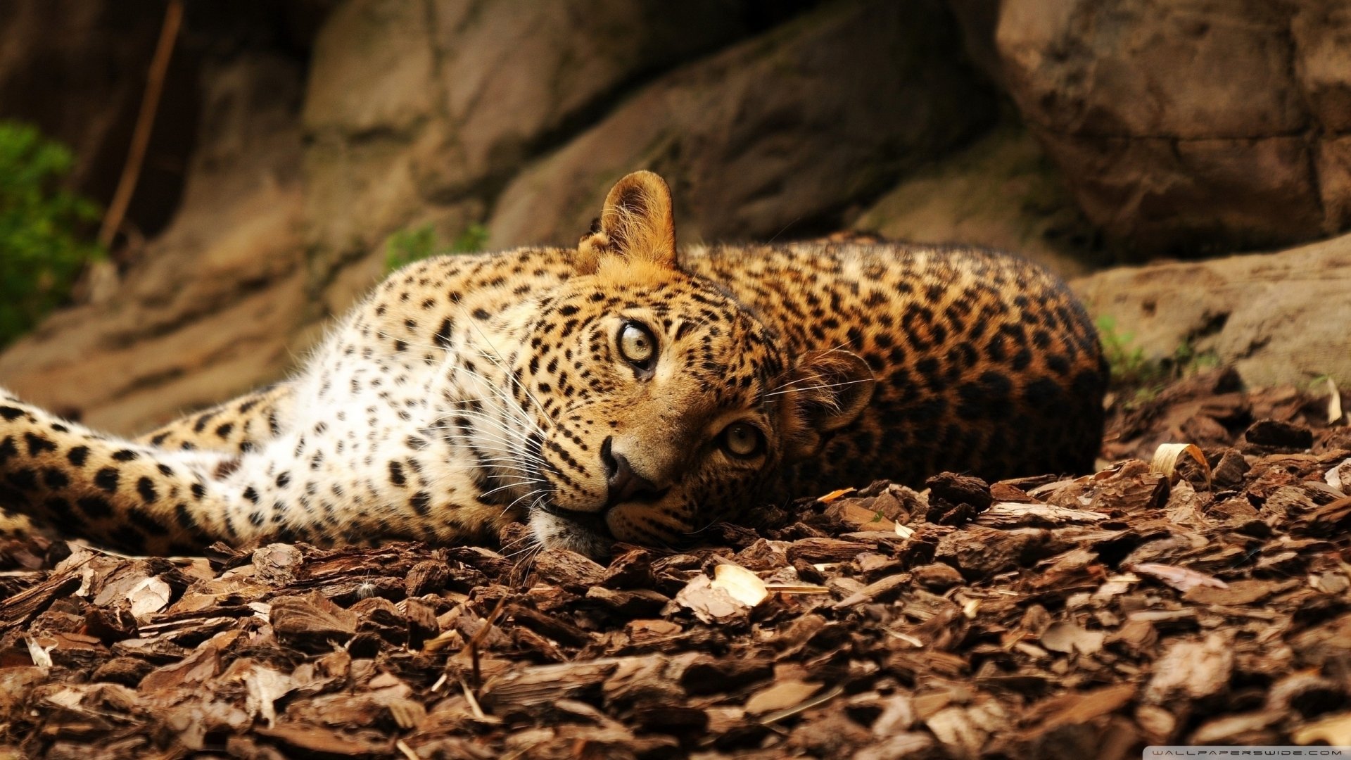 Download Animal Leopard HD Wallpaper