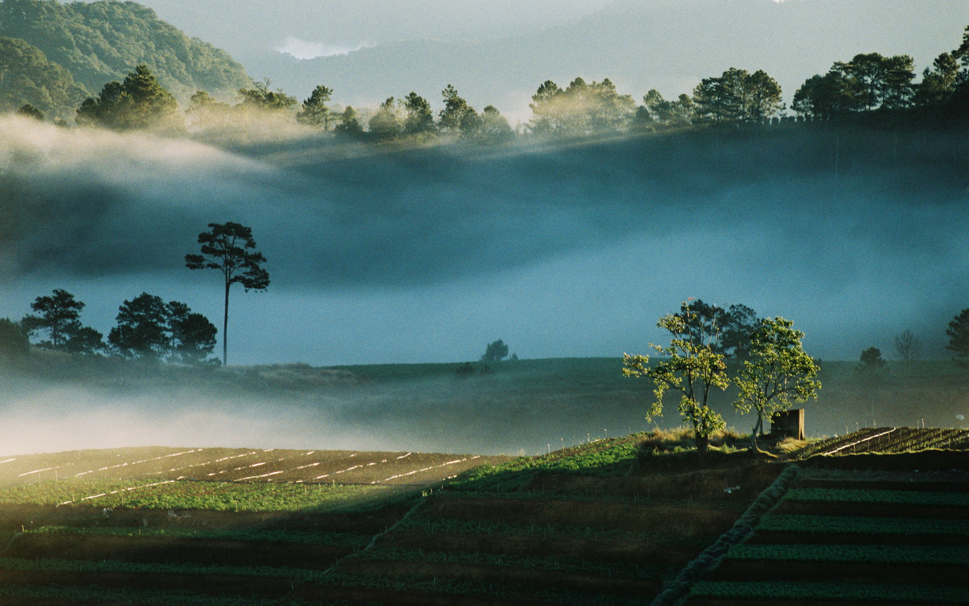 Download Nature Fog HD Wallpaper