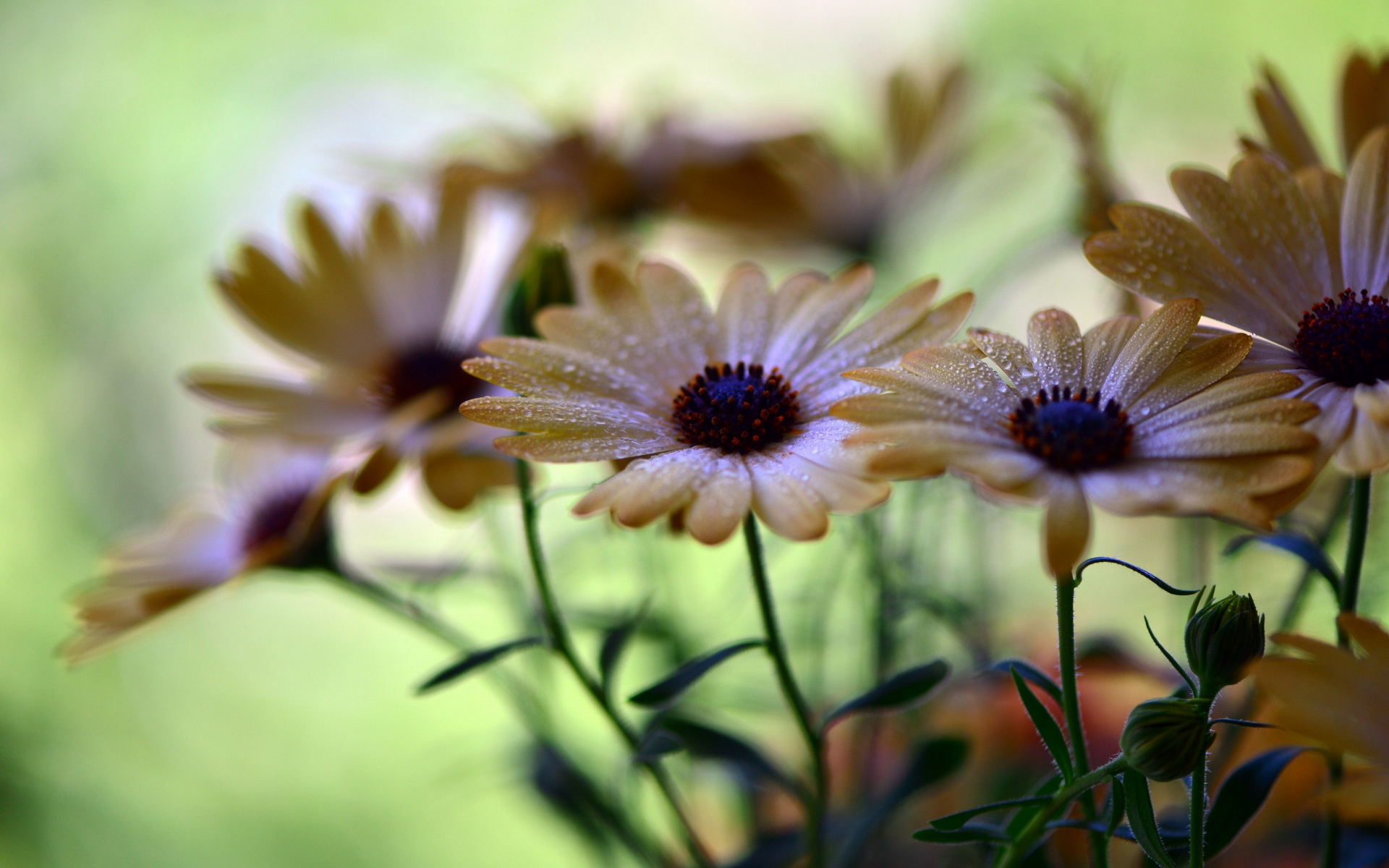Download Nature Flower HD Wallpaper
