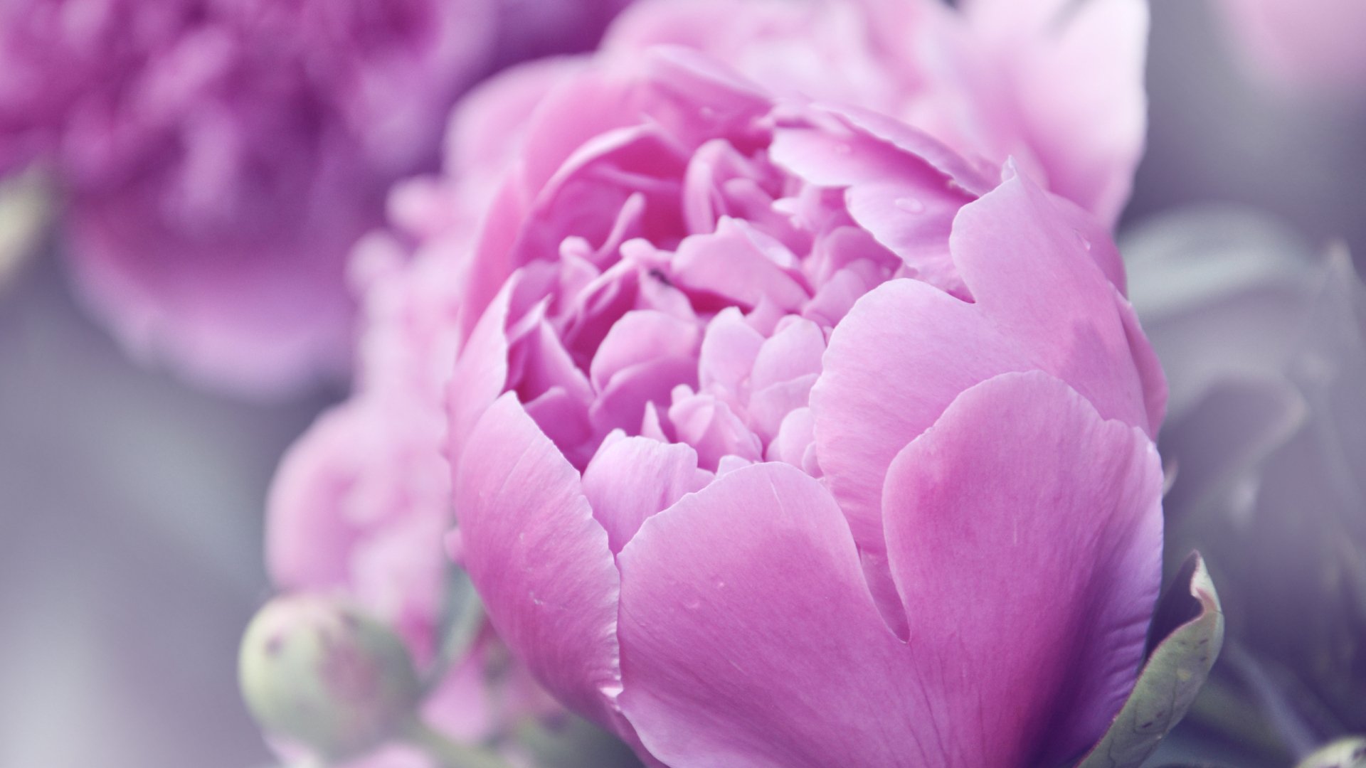 Nature Flower HD Wallpaper