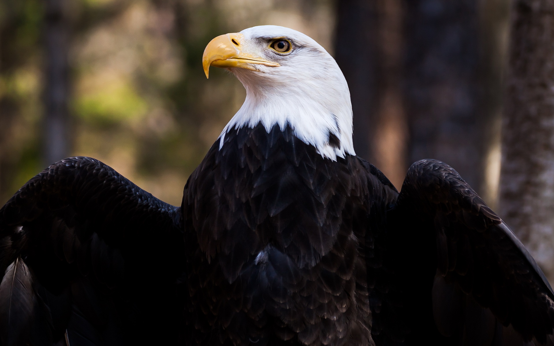Majestic Bald Eagle HD Wallpaper: Nature’s Regal Bird of Prey