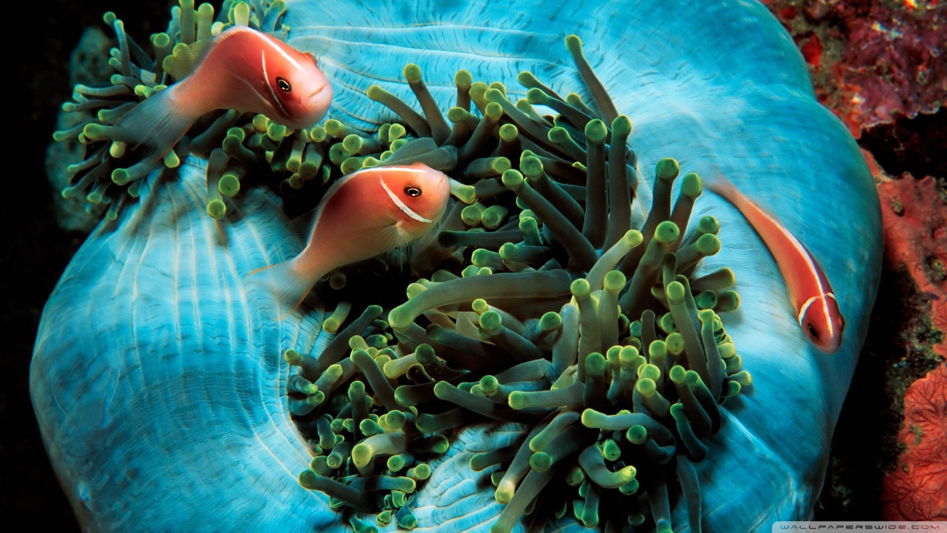 Download Animal Fish HD Wallpaper | 1920x1080 | Wallpaper Abyss