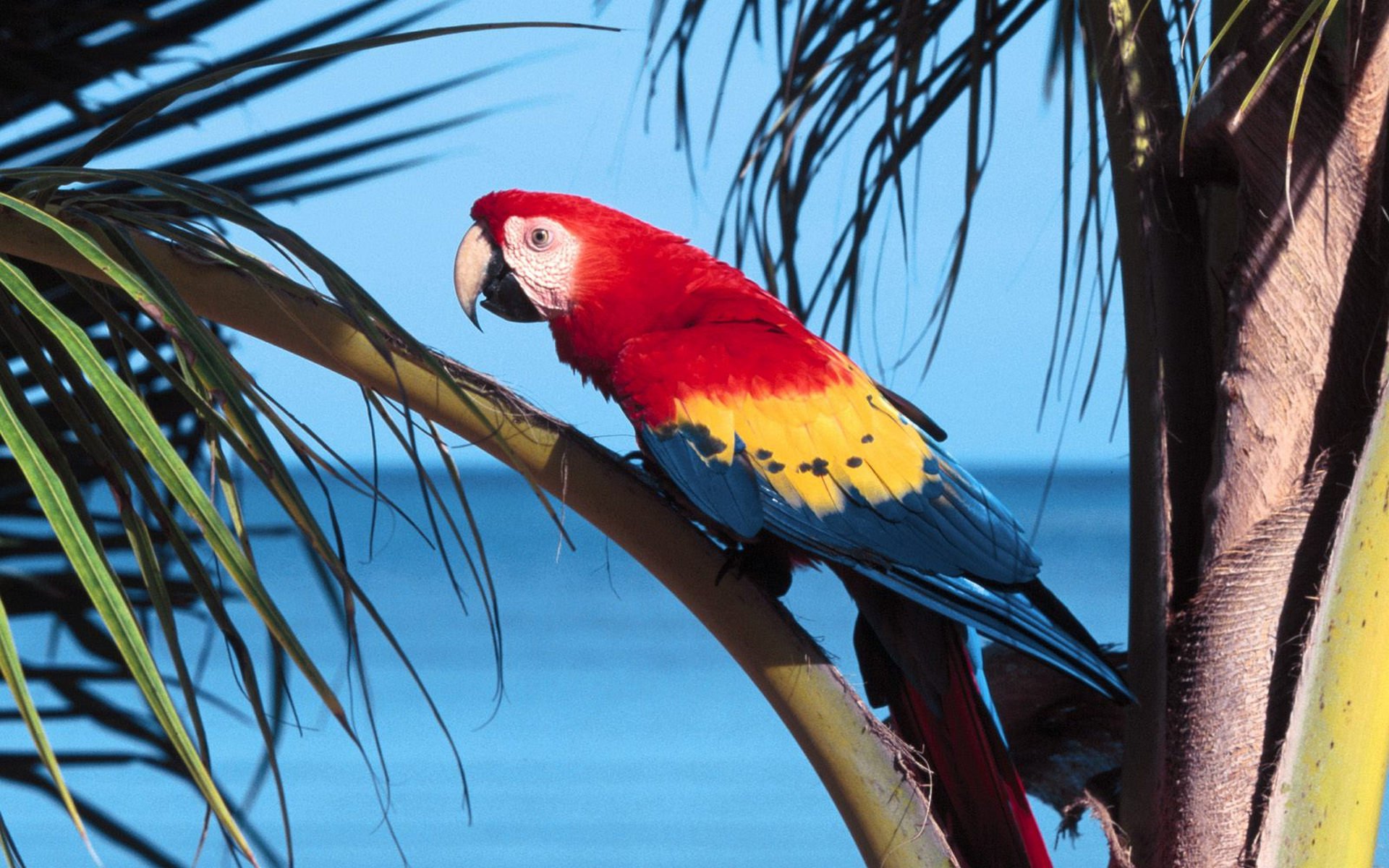 Crimson Tropics: Scarlet Macaw HD Wallpaper