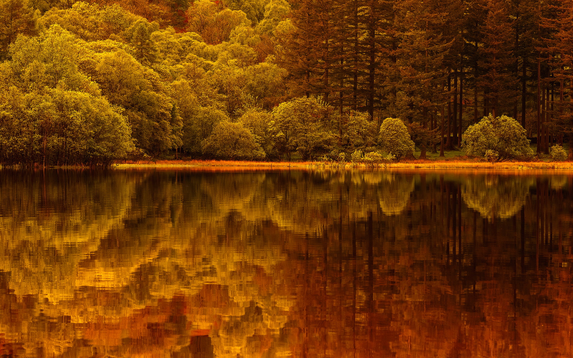 Autumn Serenity: Forest Reflections in HD Nature Splendor