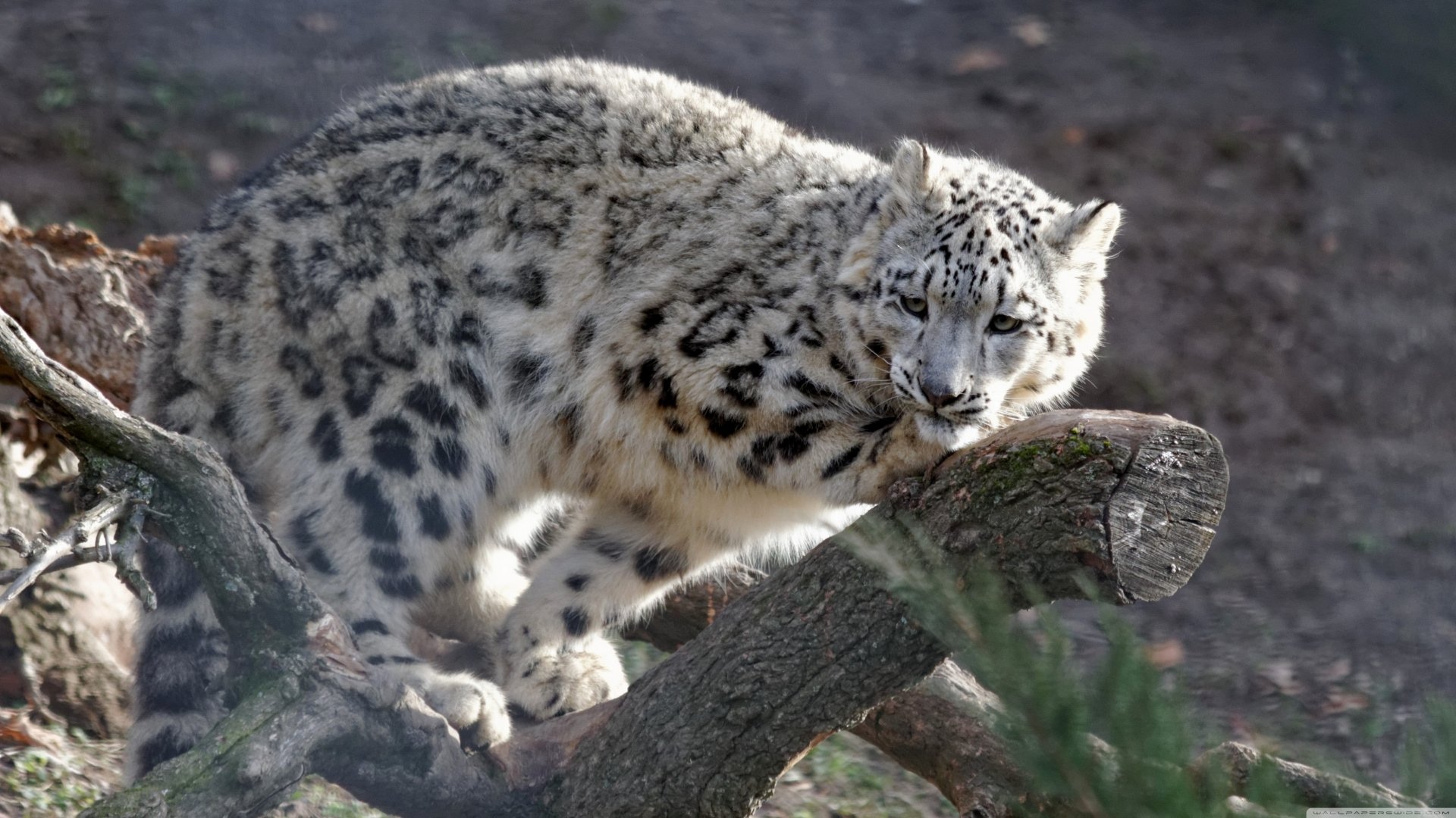 Majestic Snow Leopard in Stunning 4K Ultra HD Detail | 3840x2160 ...