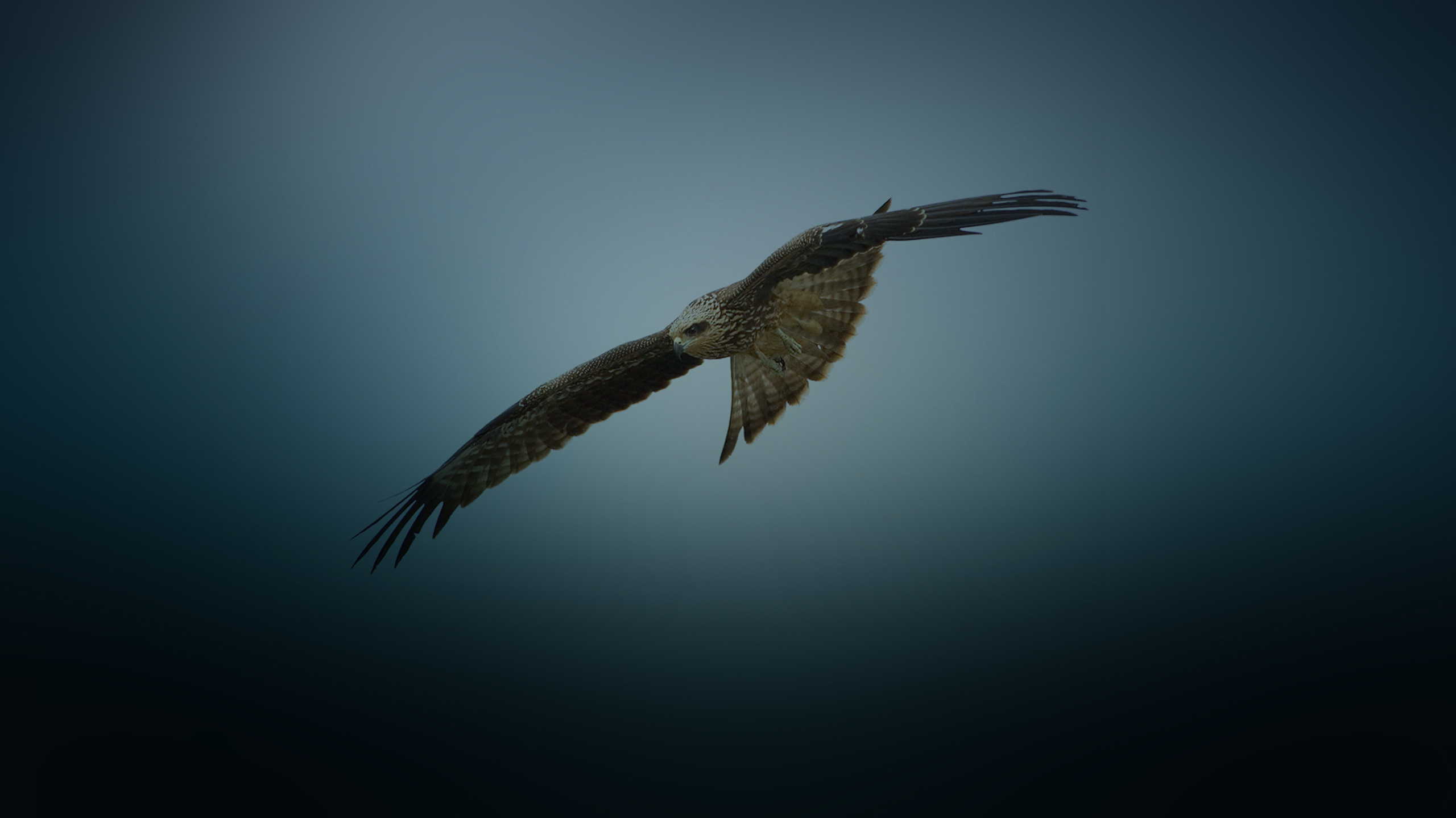 Majestic Falcon in Flight – Stunning HD Animal Wallpaper