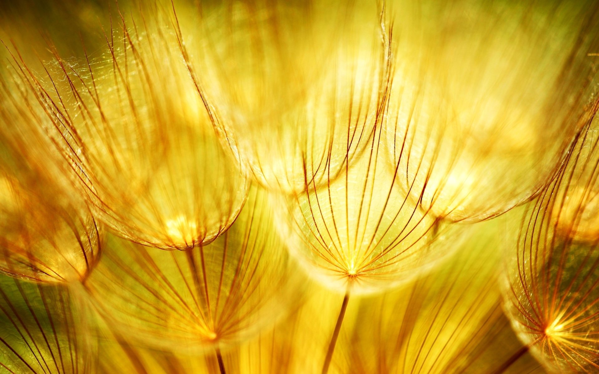 Download Photography Macro HD Wallpaper | 2560x1600 | Wallpaper Abyss