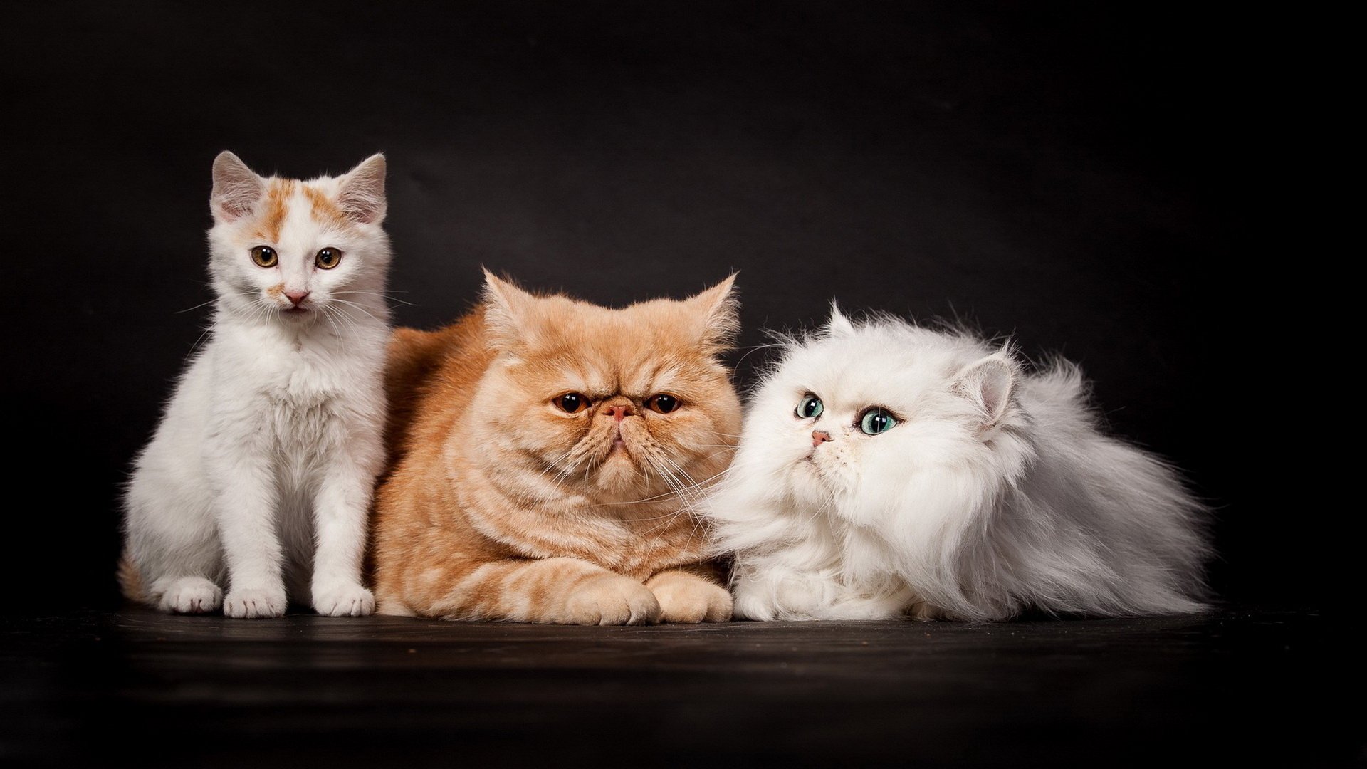 HD Cat Trio: Charming Felines in Stunning Detail