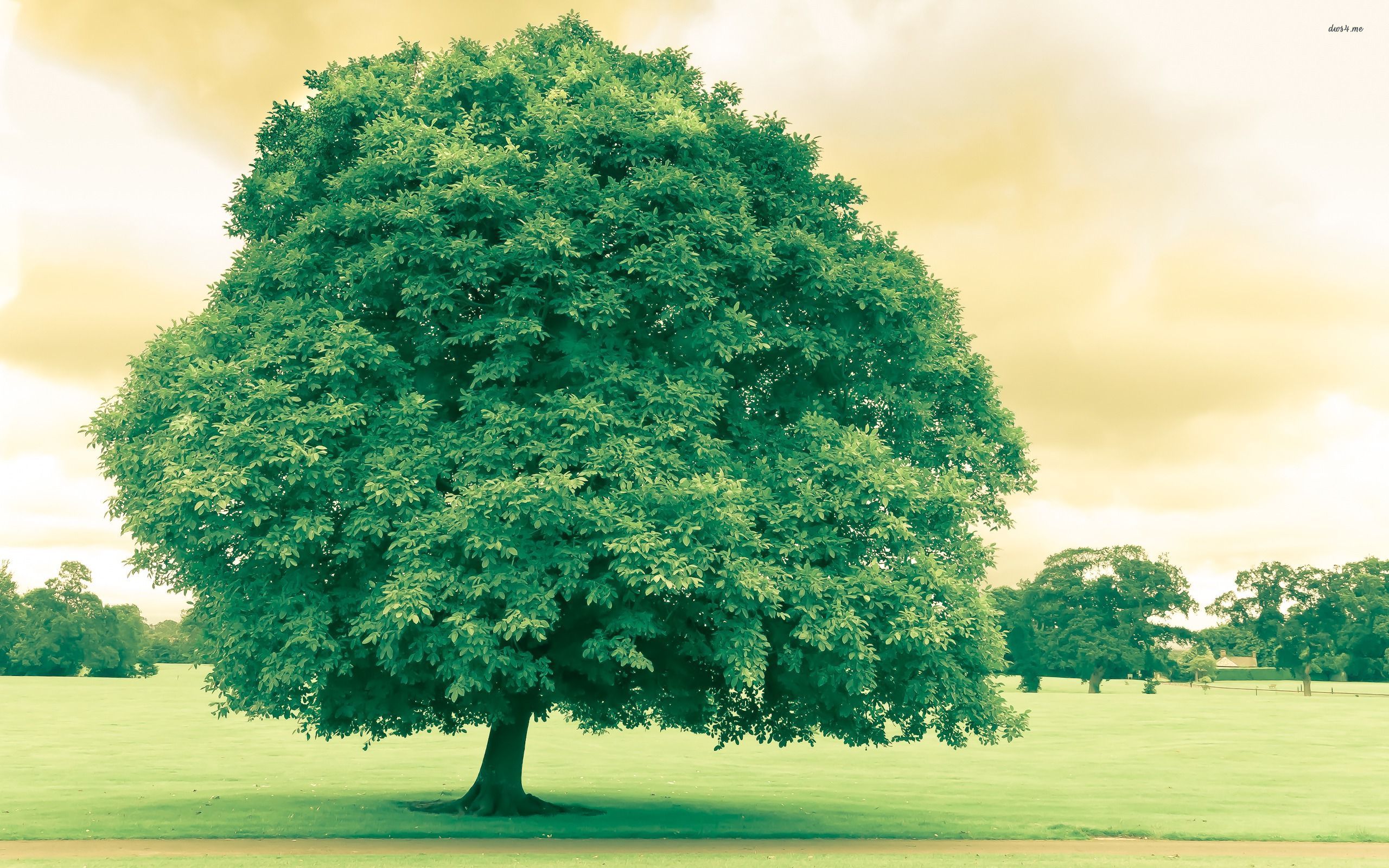 Download Nature Tree HD Wallpaper