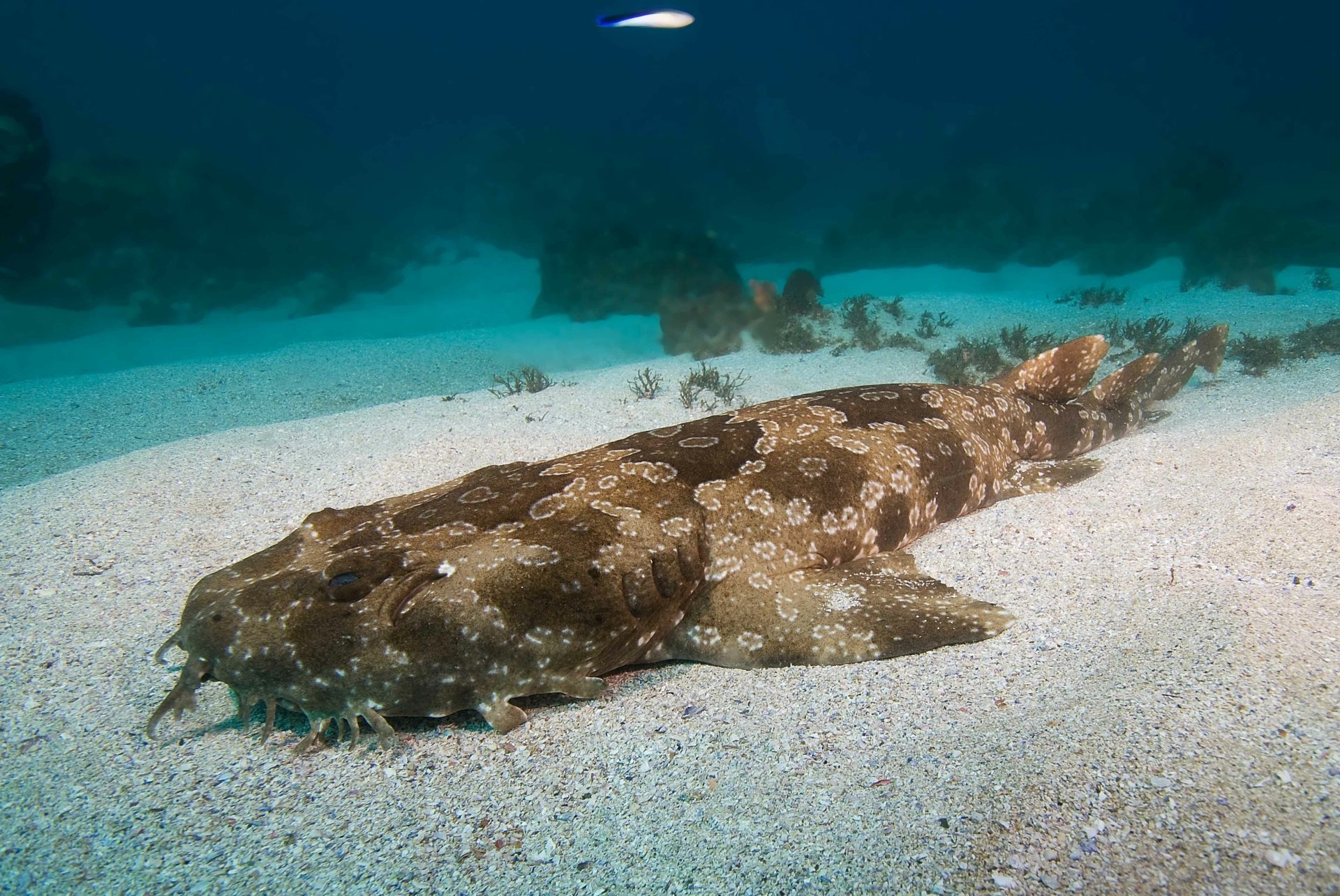 Download Animal Spotted Wobbegong Shark 4k Ultra HD Wallpaper