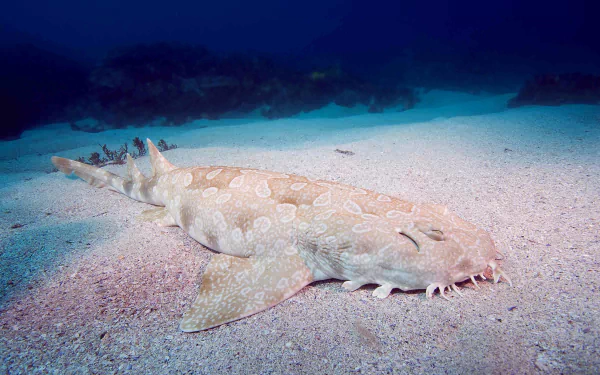 Download Animal Spotted Wobbegong Shark 4k Ultra HD Wallpaper