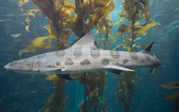 [10+] Leopard Shark Wallpapers