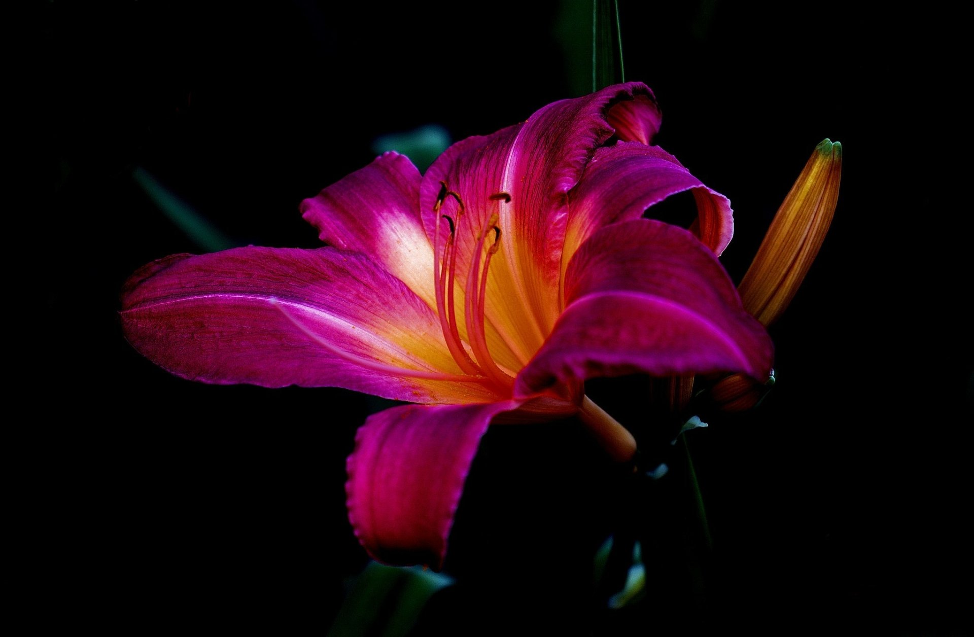 Vibrant Lily Bloom: HD Nature’s Floral Elegance | 2048x1340 | Wallpaper ...