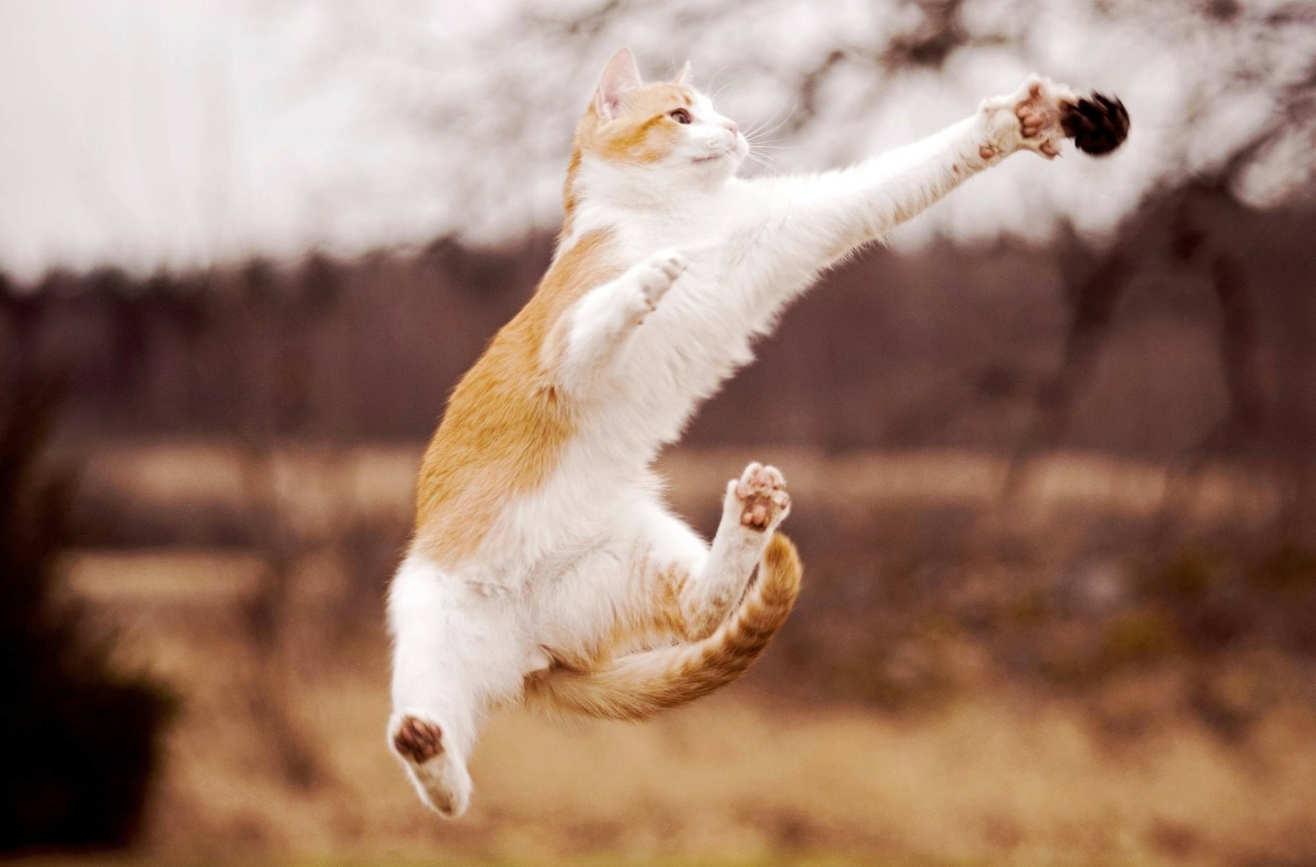 Playful Cat HD Wallpaper in Action