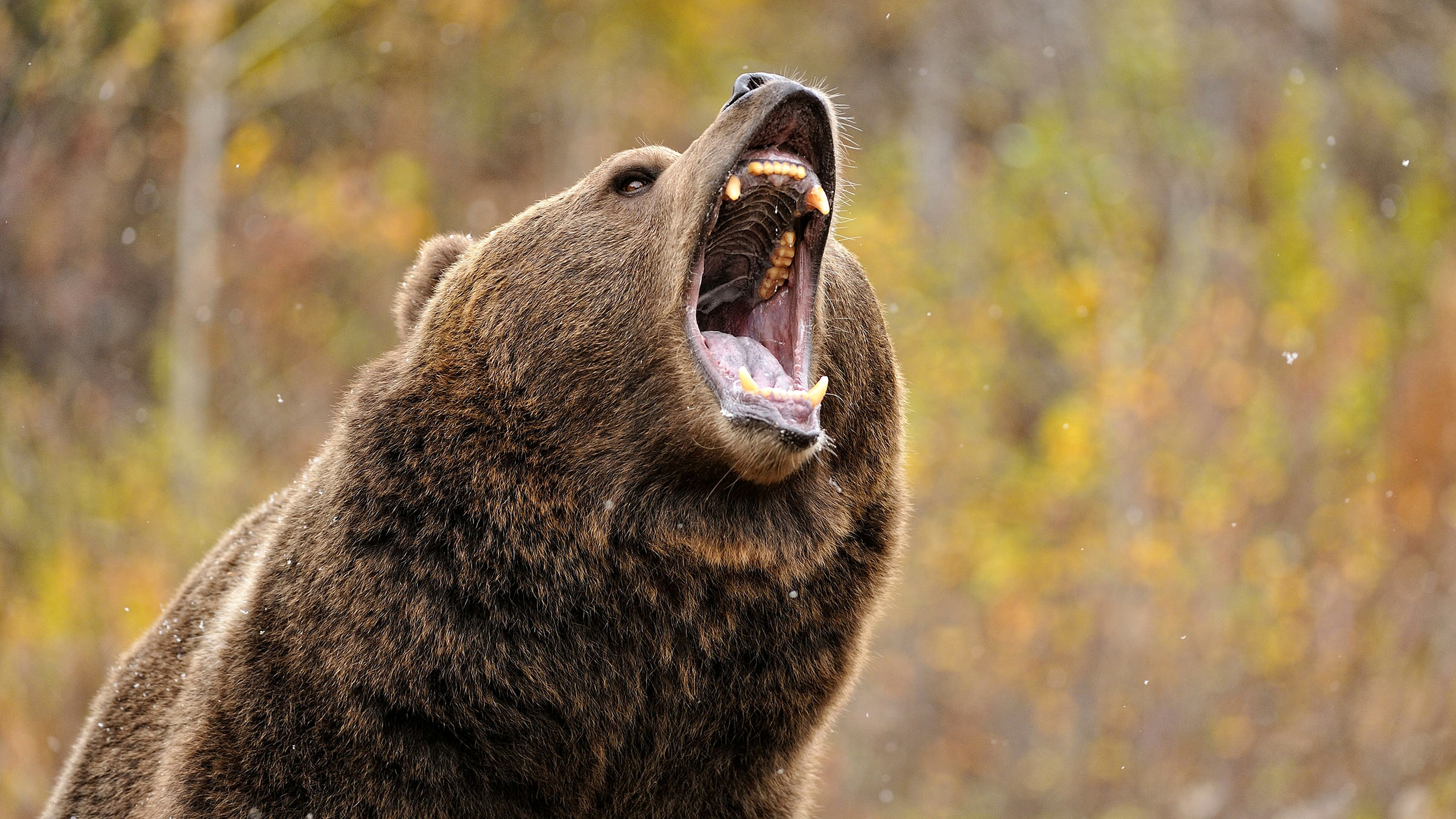 Bear Hd Wallpaper Background Image 2560x1440 Id 534700