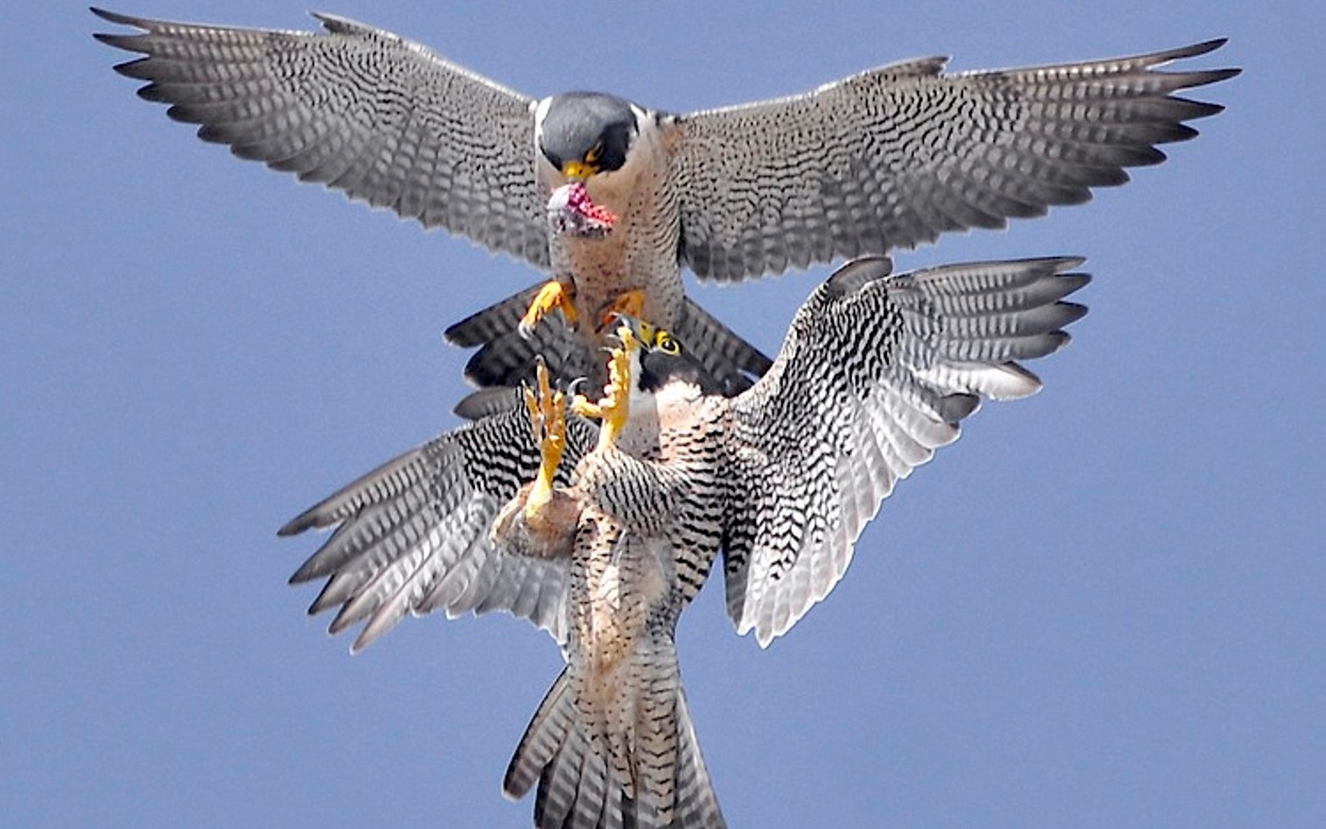 Download Animal Falcon HD Wallpaper