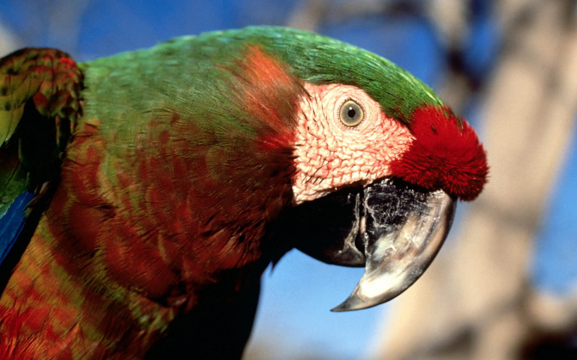 Download Animal Military Macaw HD Wallpaper