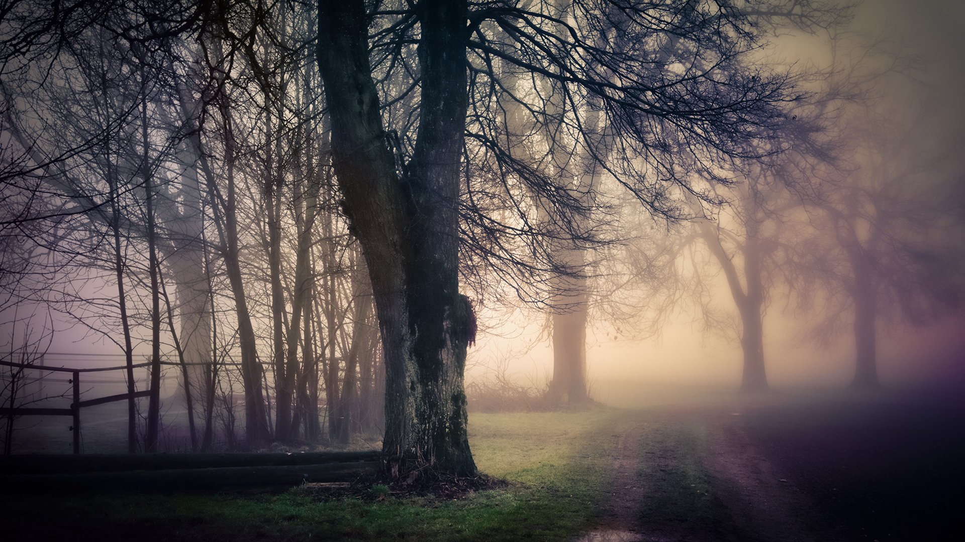 Download Nature Fog HD Wallpaper