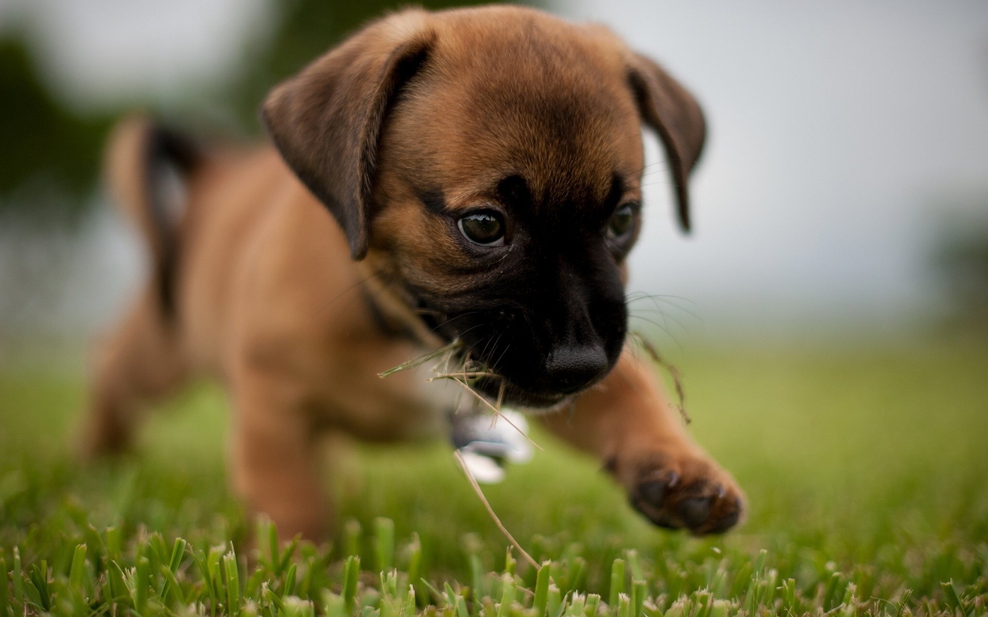 Adorable Puppy in Action – HD Animal Wallpaper