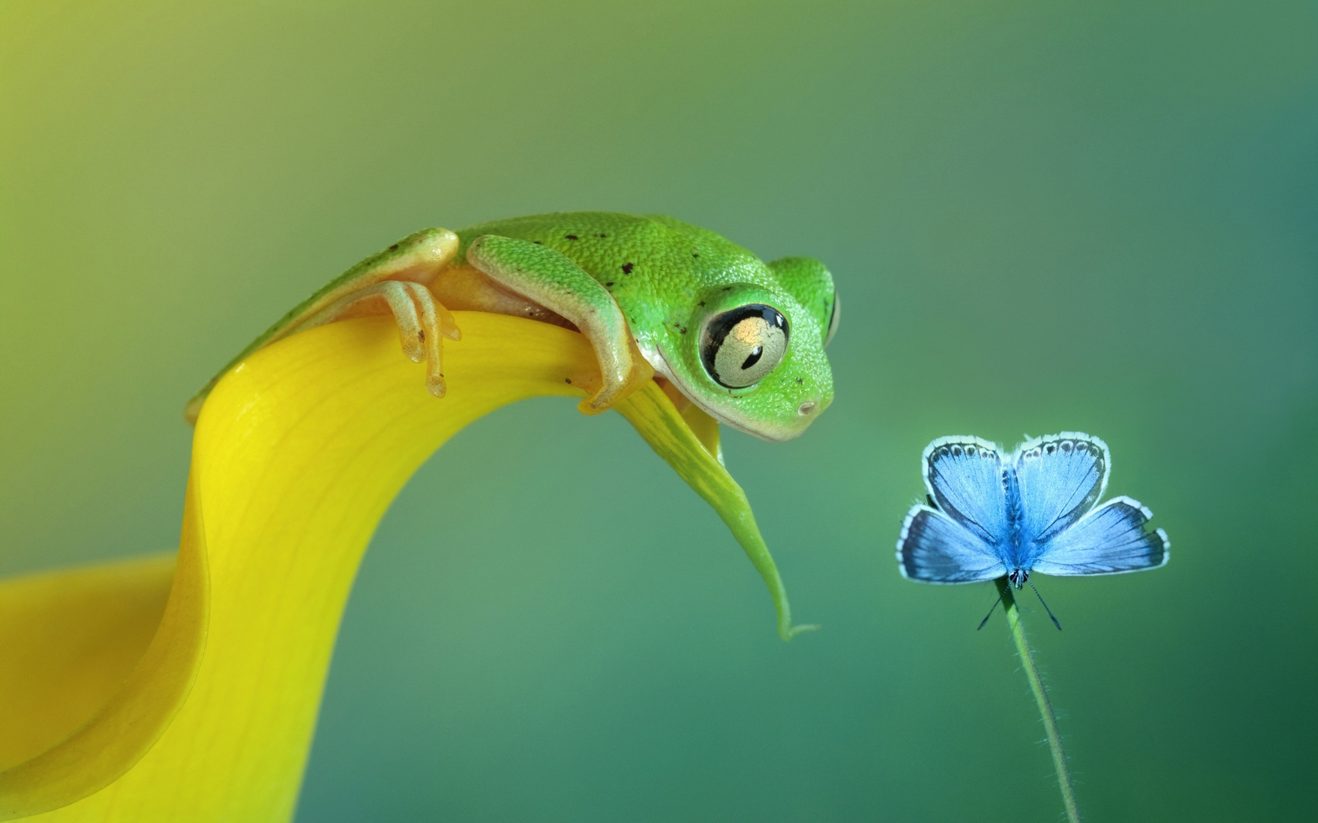 Frog HD Wallpaper | Background Image | 1920x1200 | ID:535352 ...
