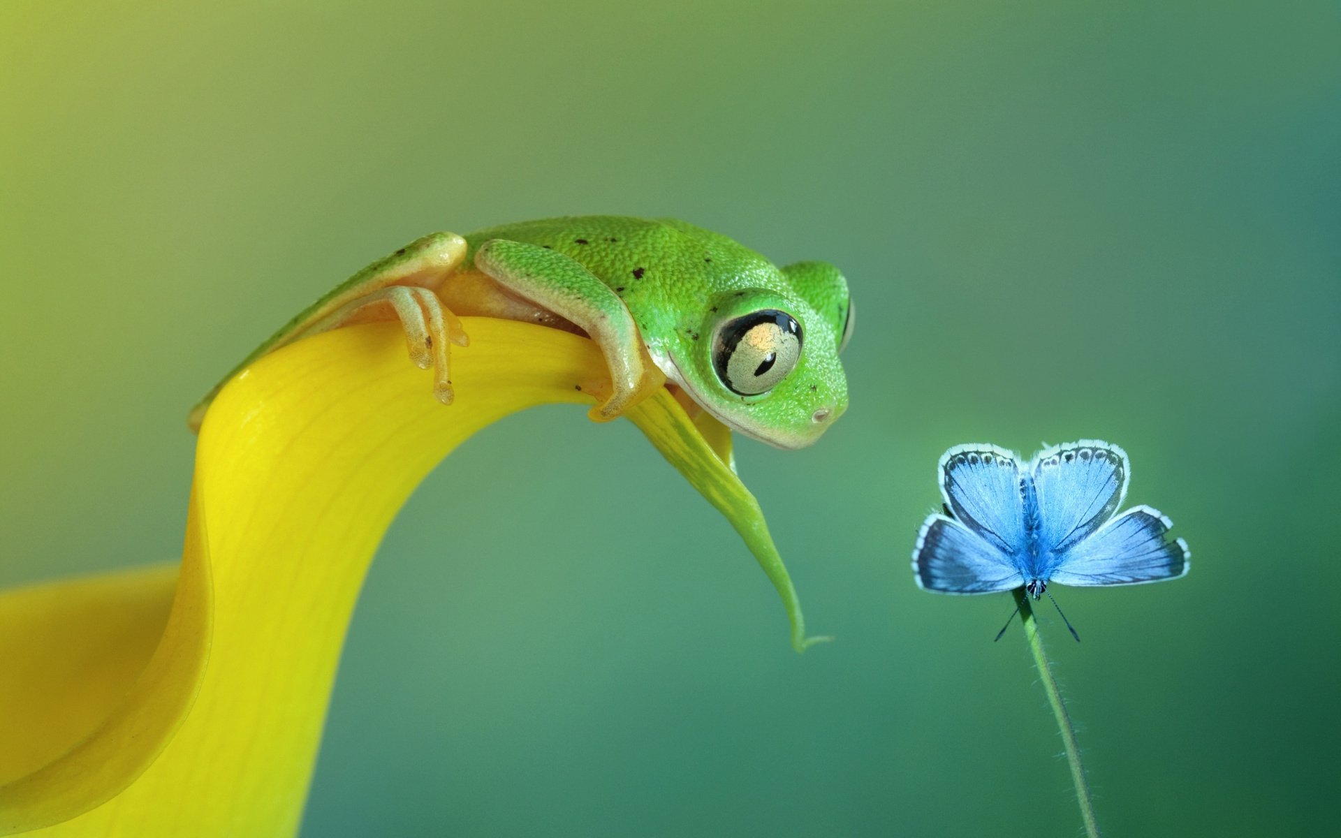 Download Animal Frog HD Wallpaper