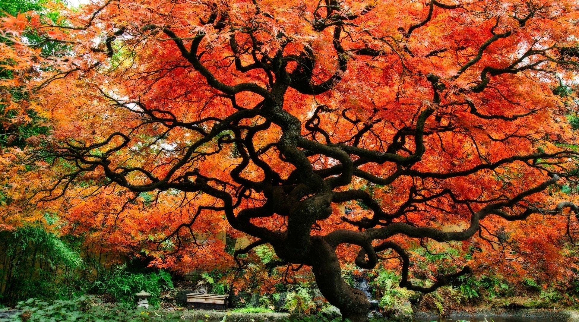 Autumn Splendor: Man-Made Japanese Maple in a Serene Garden