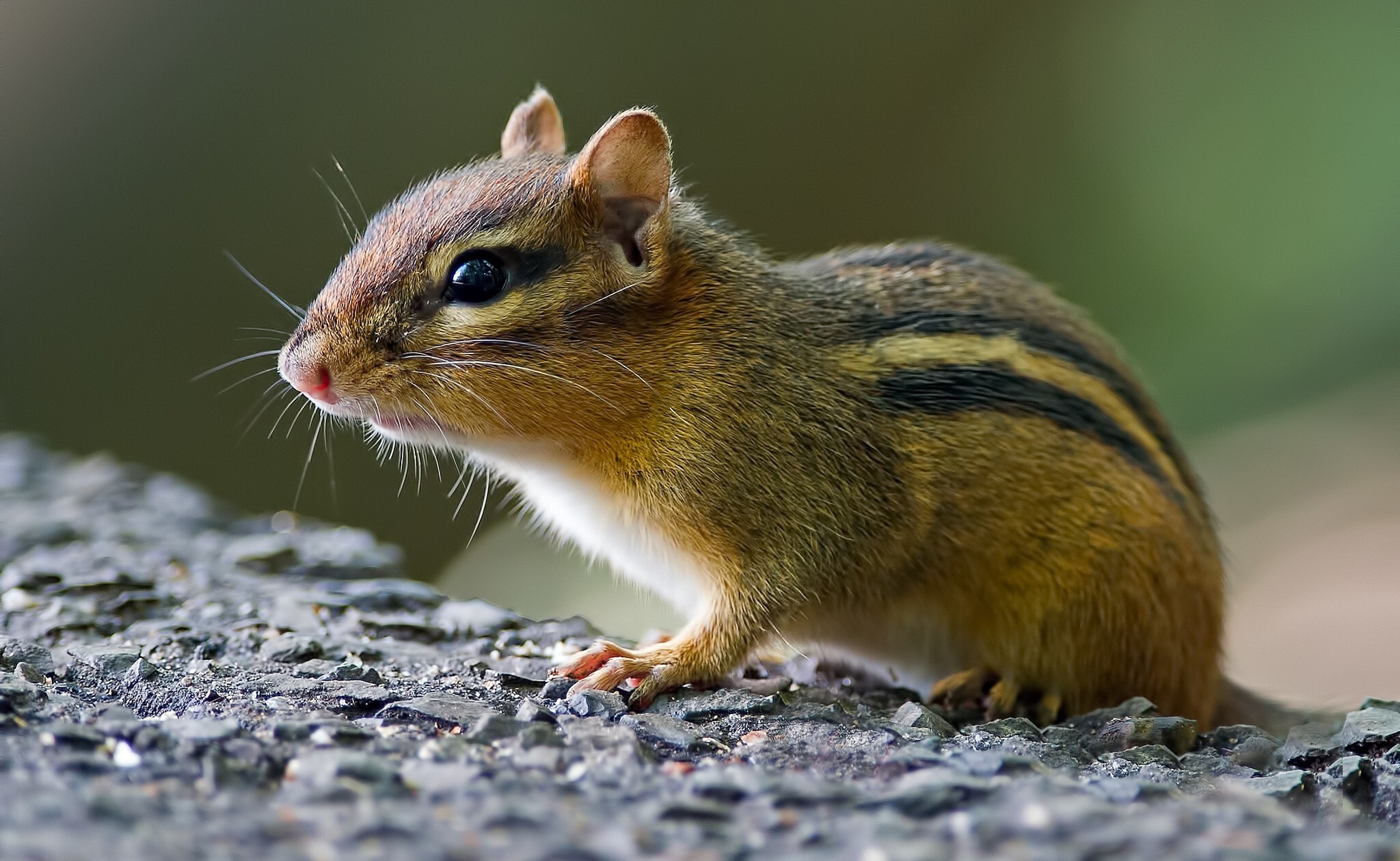 Download Animal Chipmunk HD Wallpaper